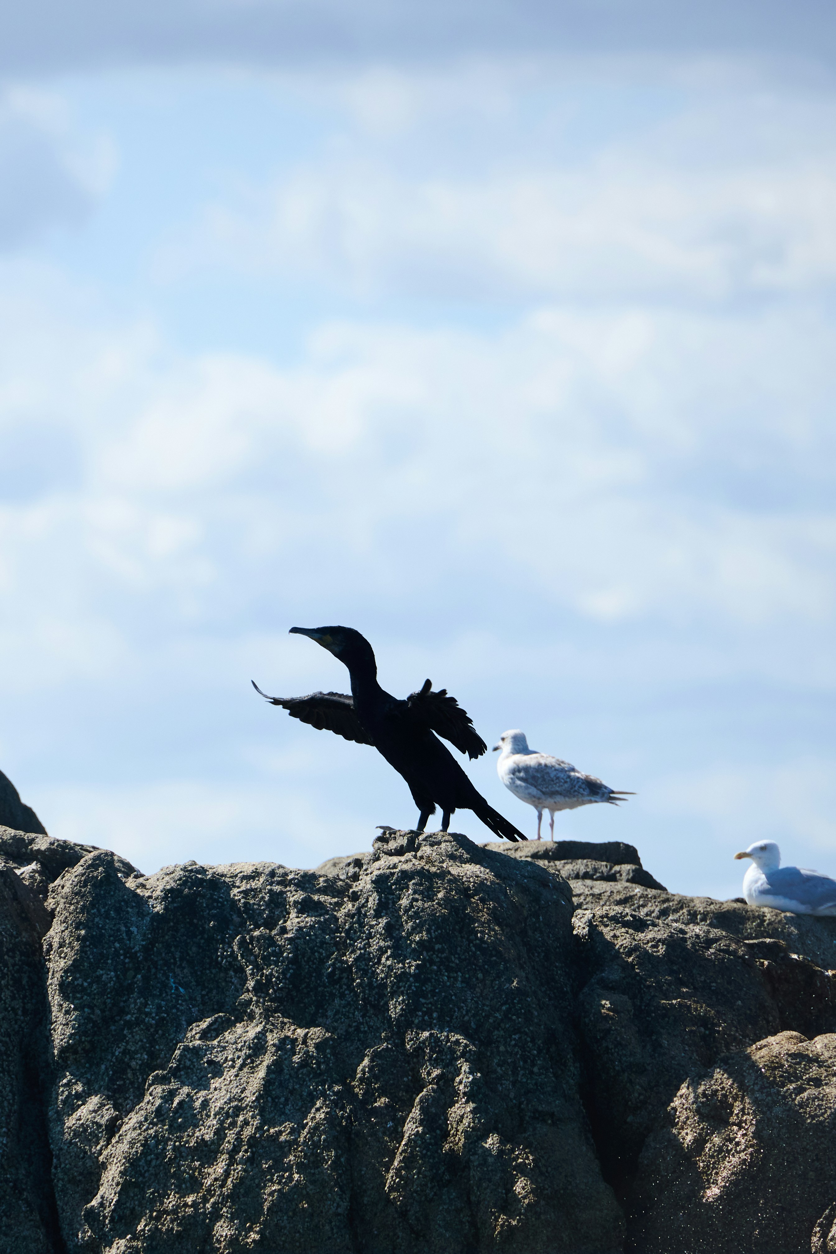 Raven's Staggering Pose on Ocean Ridge