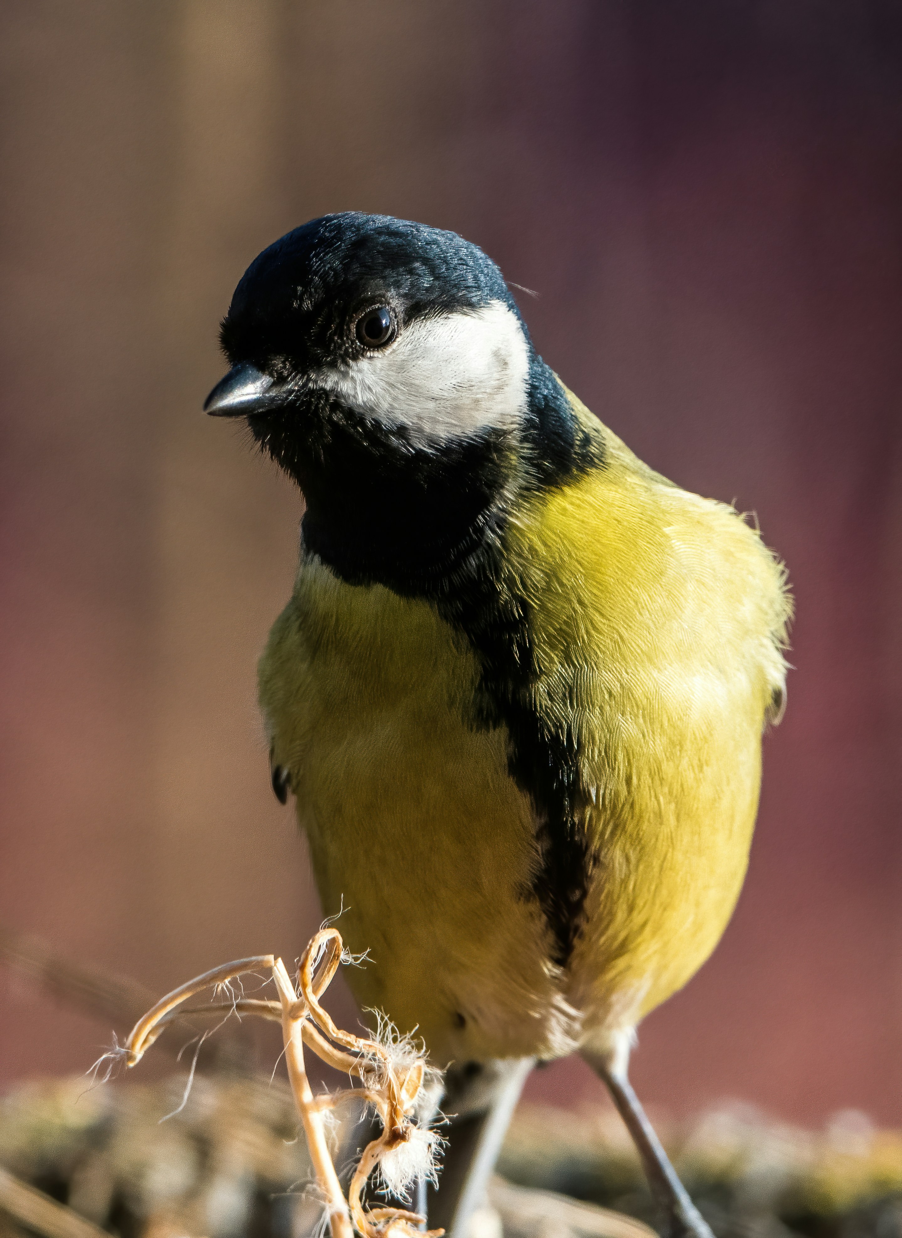 Close-up of a Black-headed Yellow Warbler in Morning Light