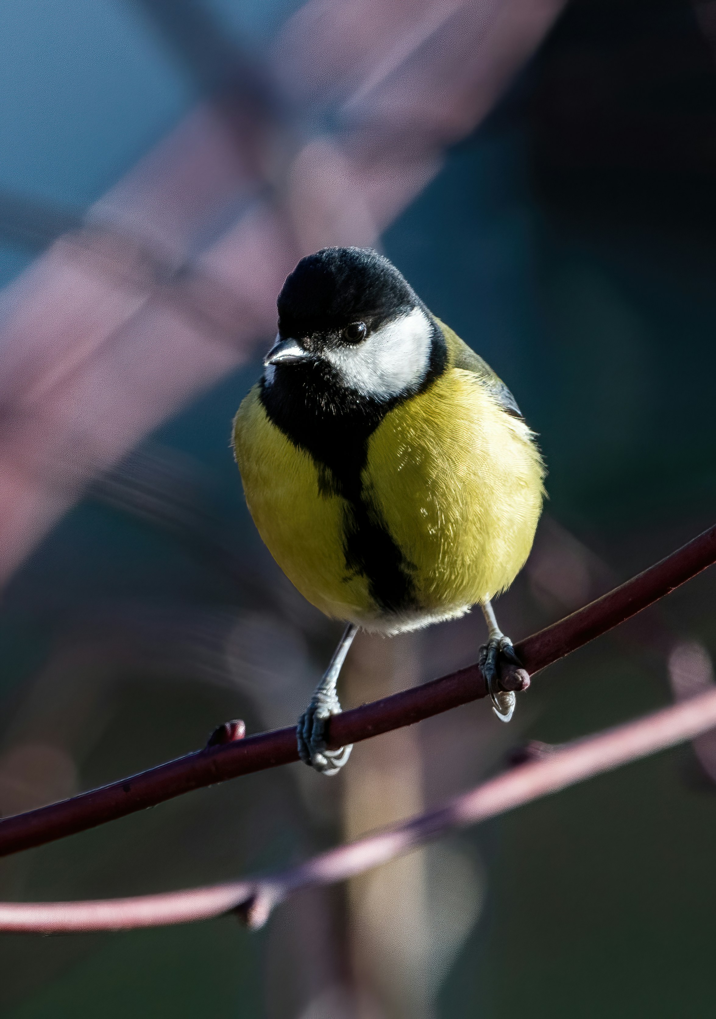 Yellow-breasted Charm: A vigilant Tit perched on a red twig