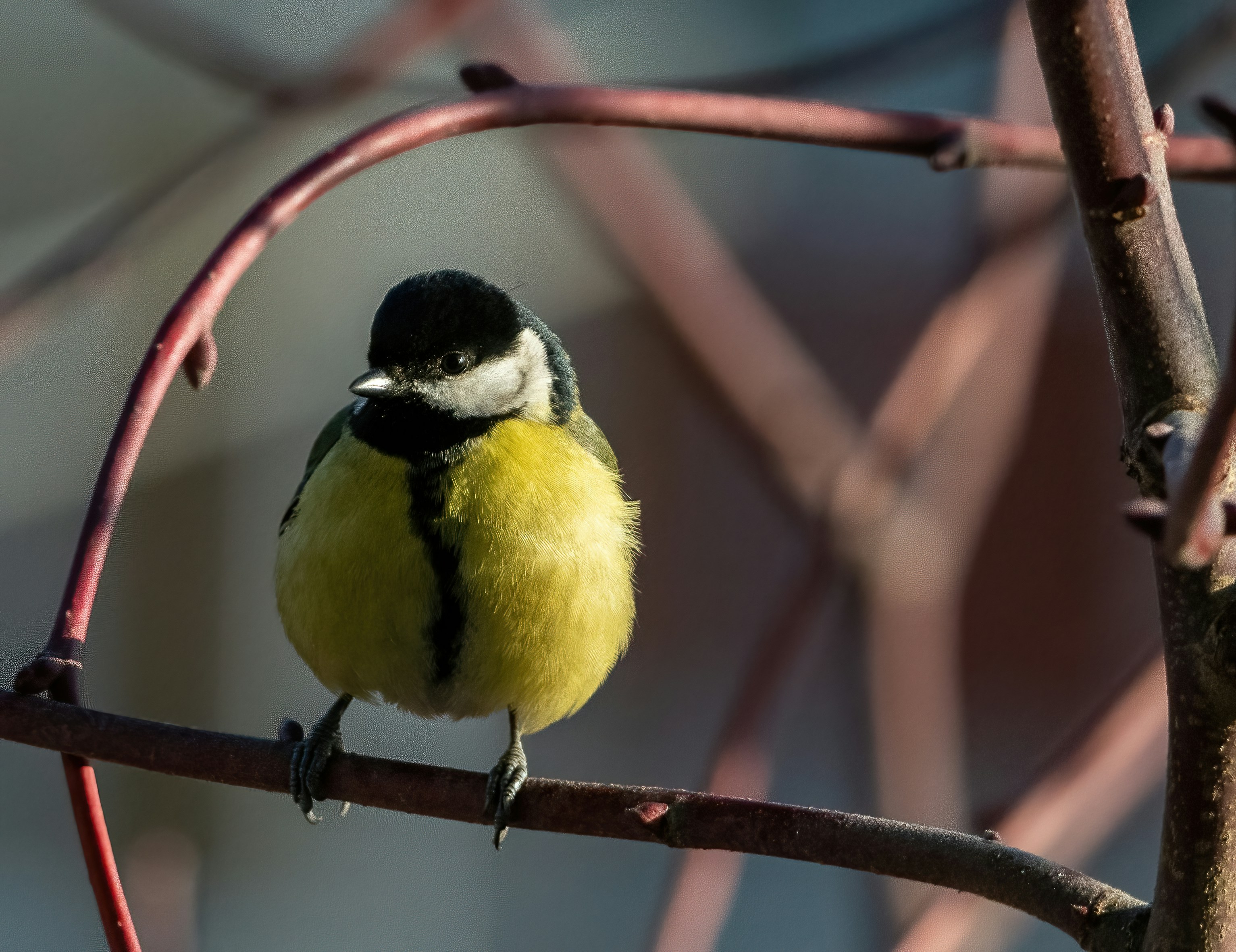 Yellow-bellied Visitor on a Tin-branch Stage