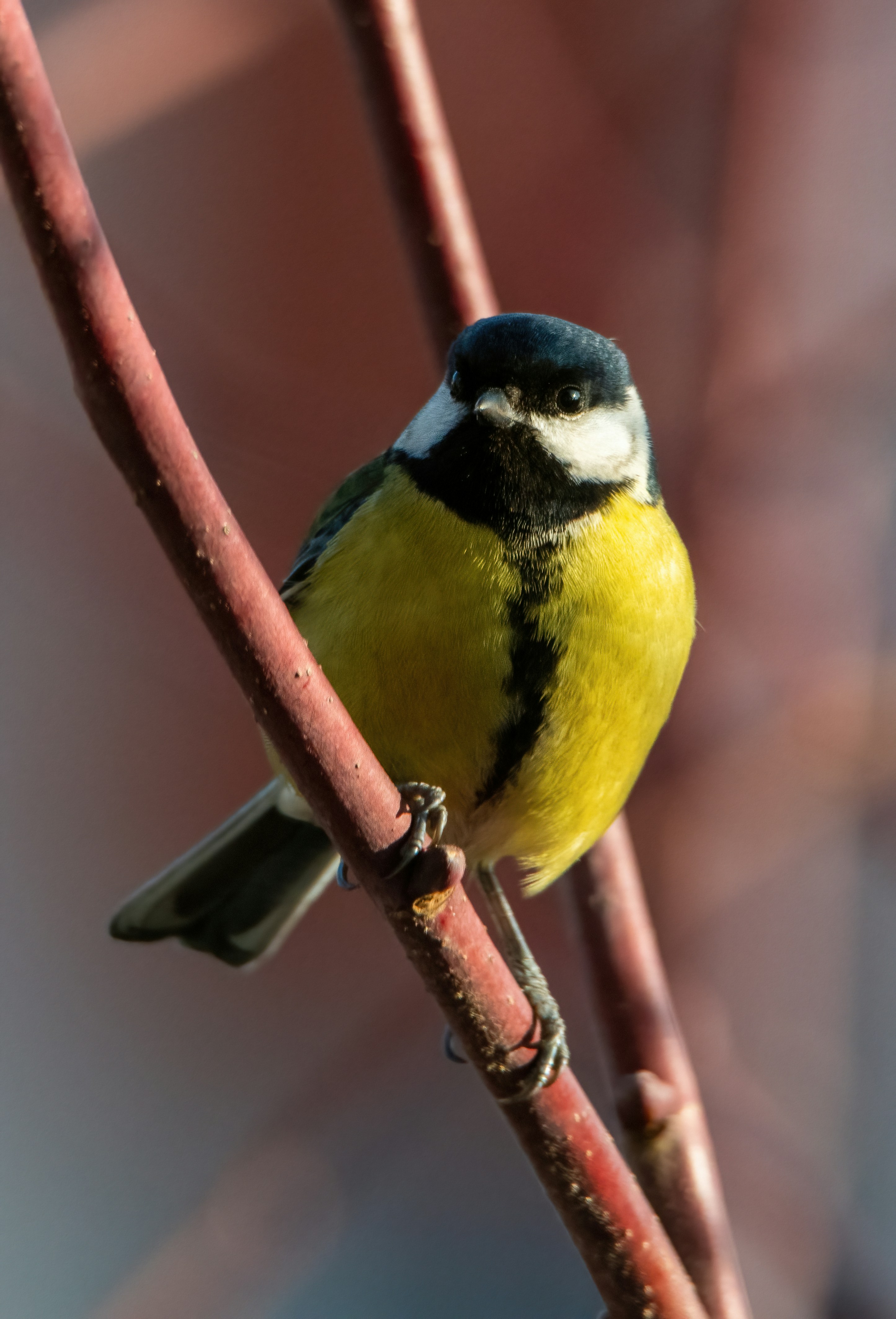 Yellow-breasted Beauty Perched Amid Red Twigs