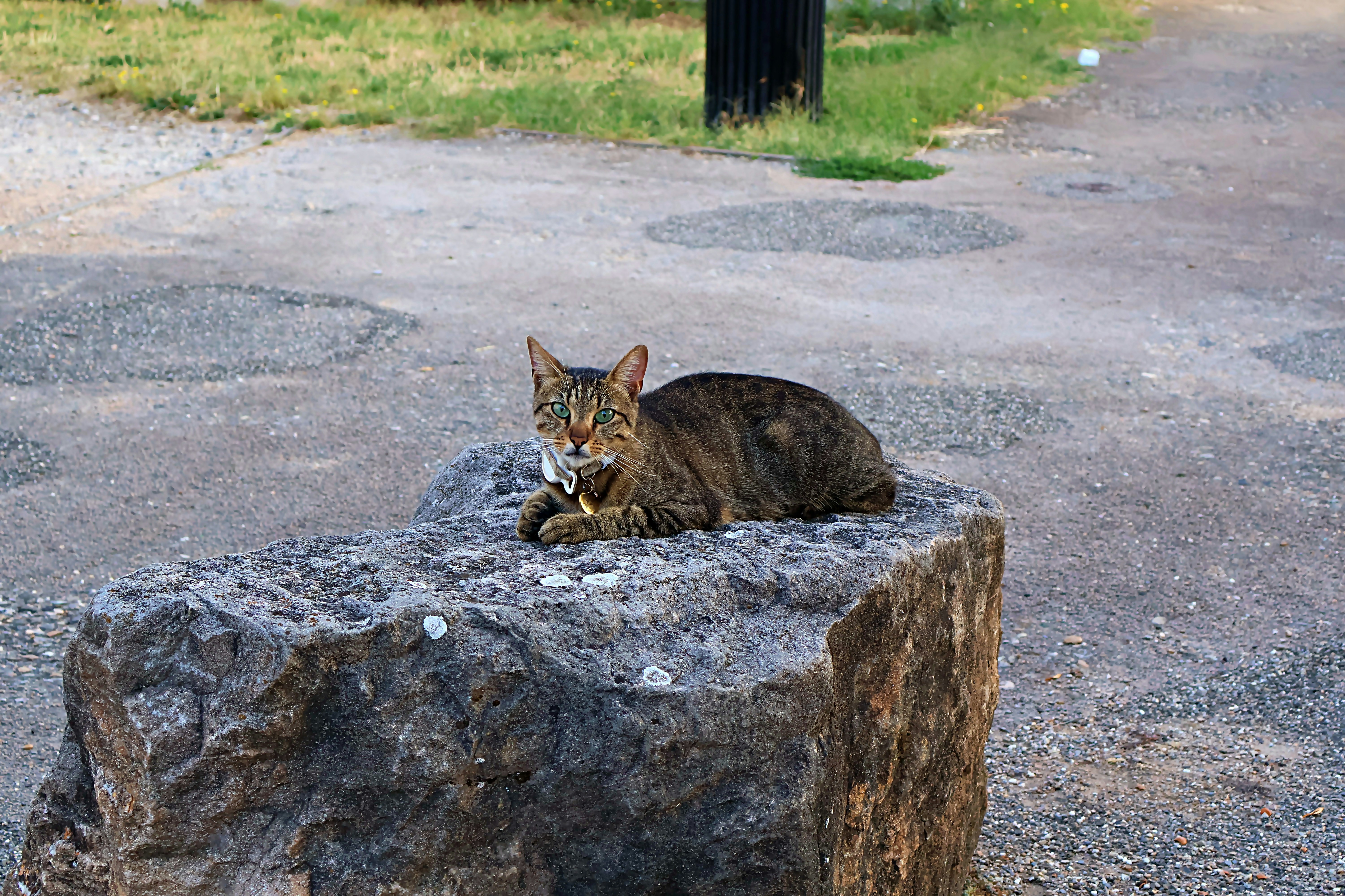 Striped Feline Sentinel on a Weathered Granite Thorne