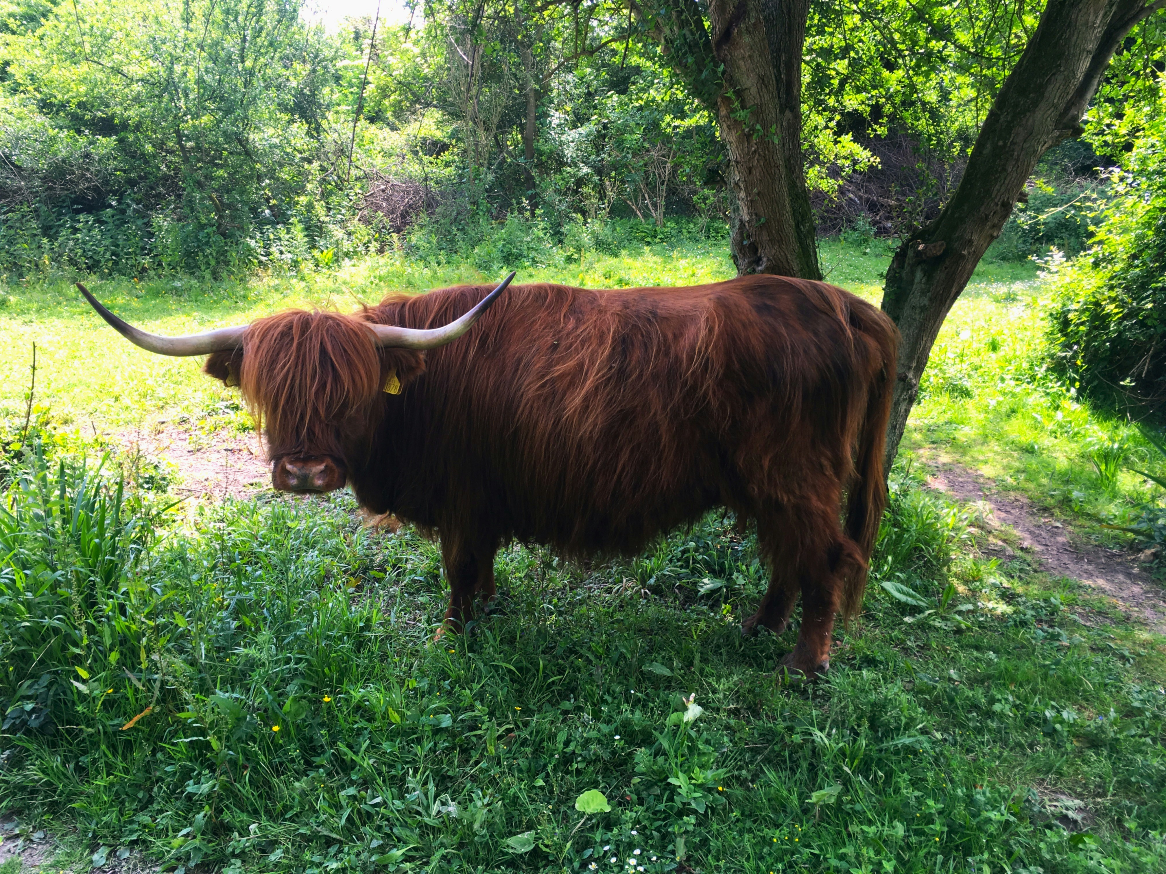 Pasture Sentinel: A Highland Cow Under Dappled Shade