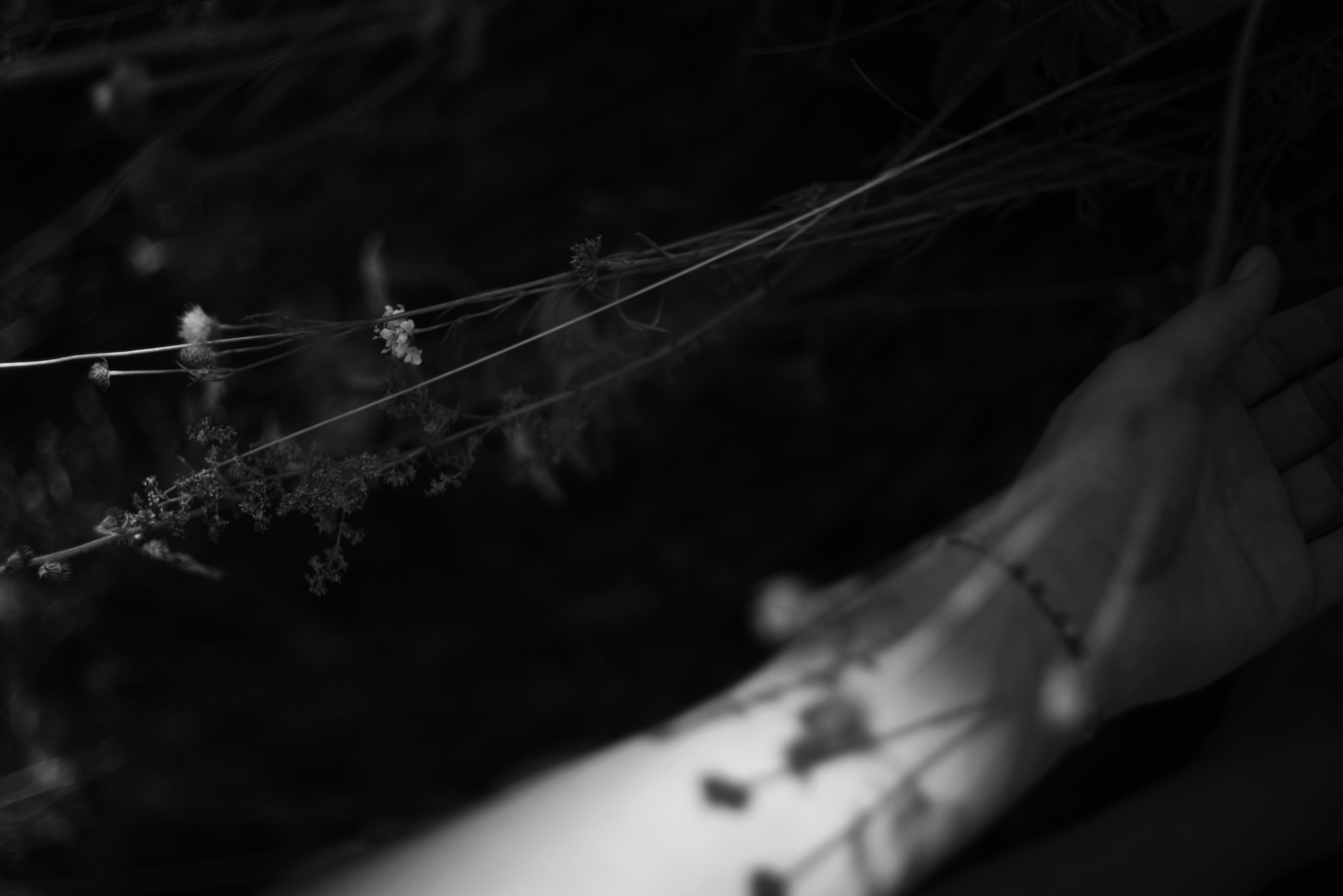 Whispers of Light: A Draped Arm Beneath Thin Branches