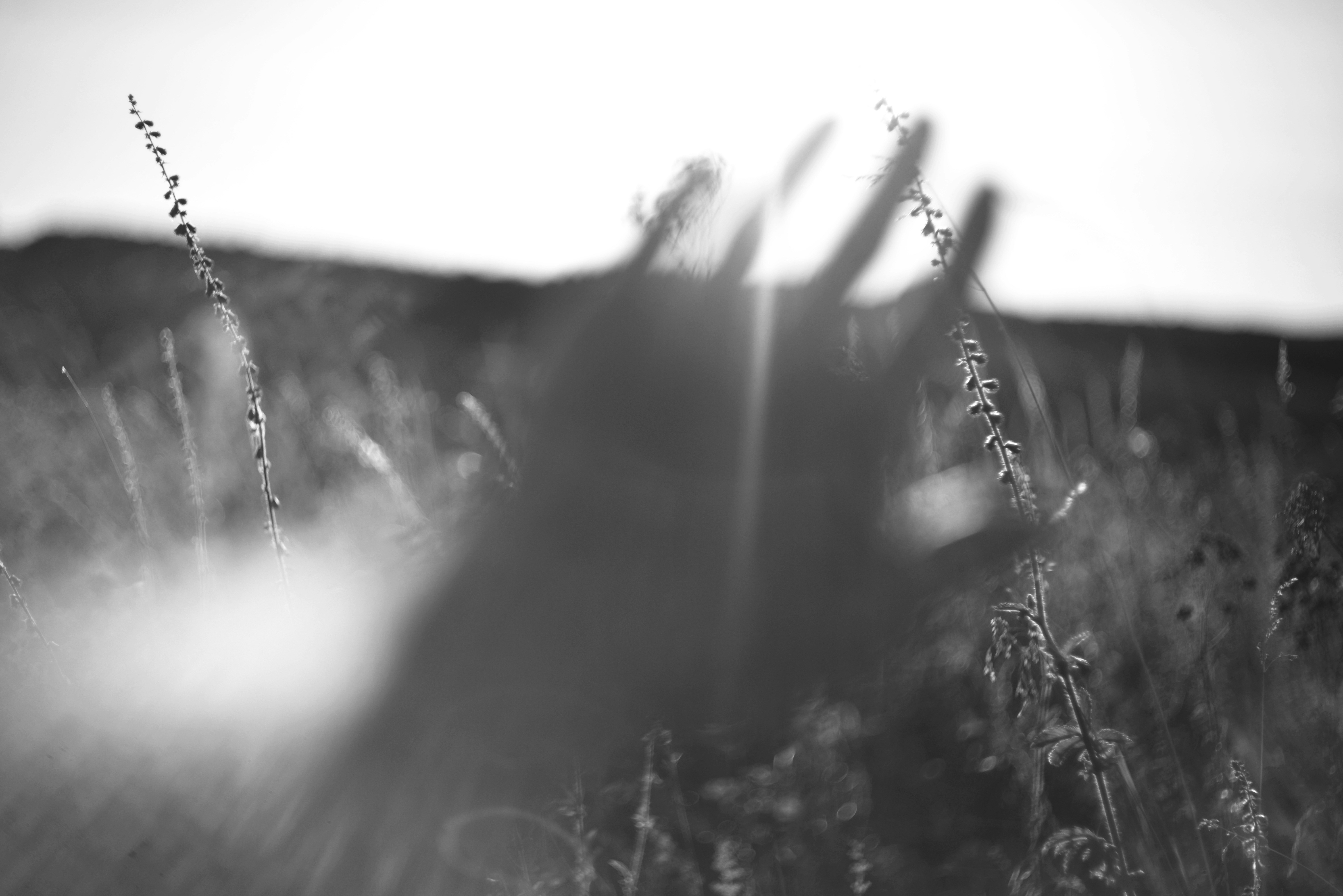 Backlit Meadow: A Blur of Grass and Light