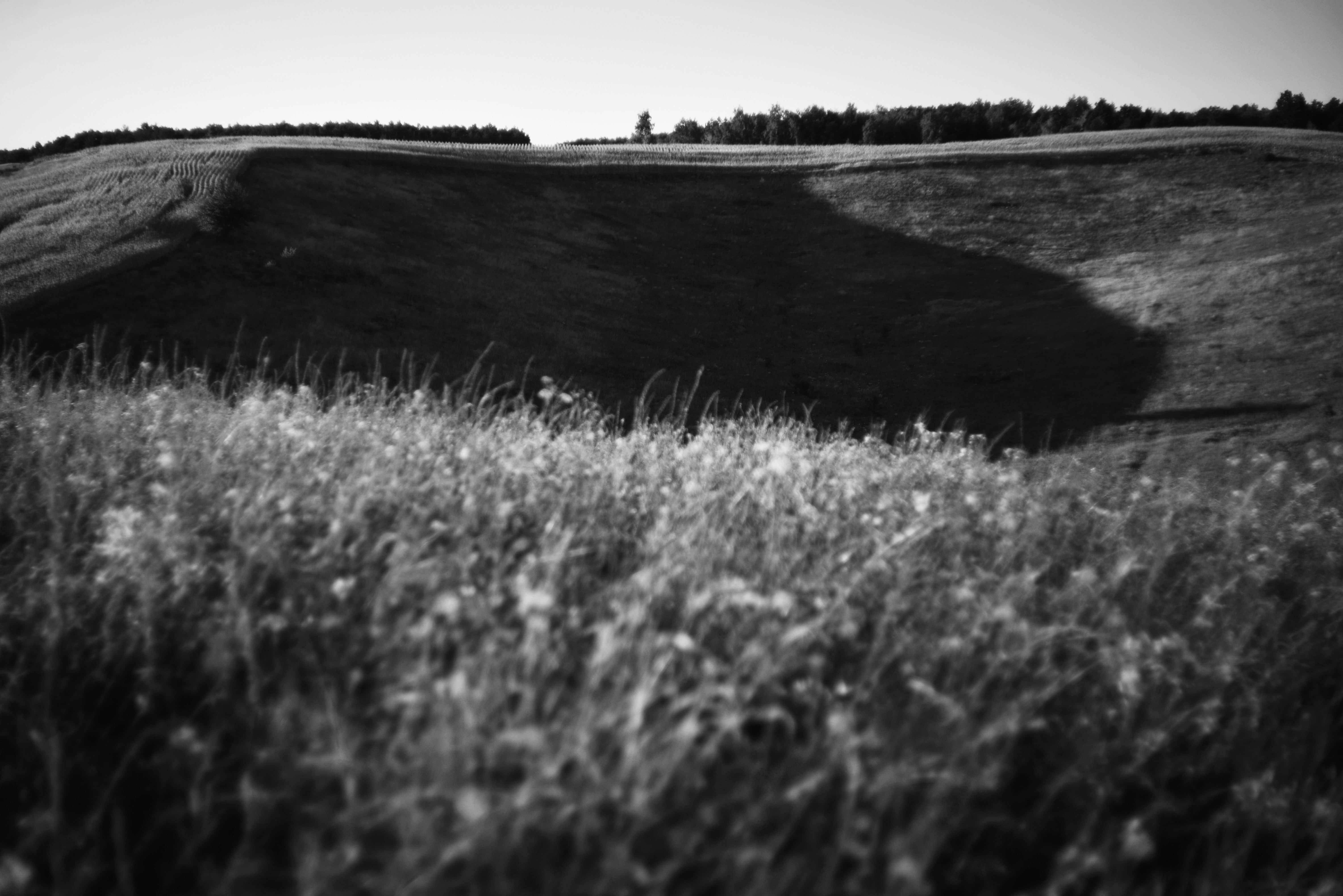 Shadowed Bump: A Hillside Field in Monochrome