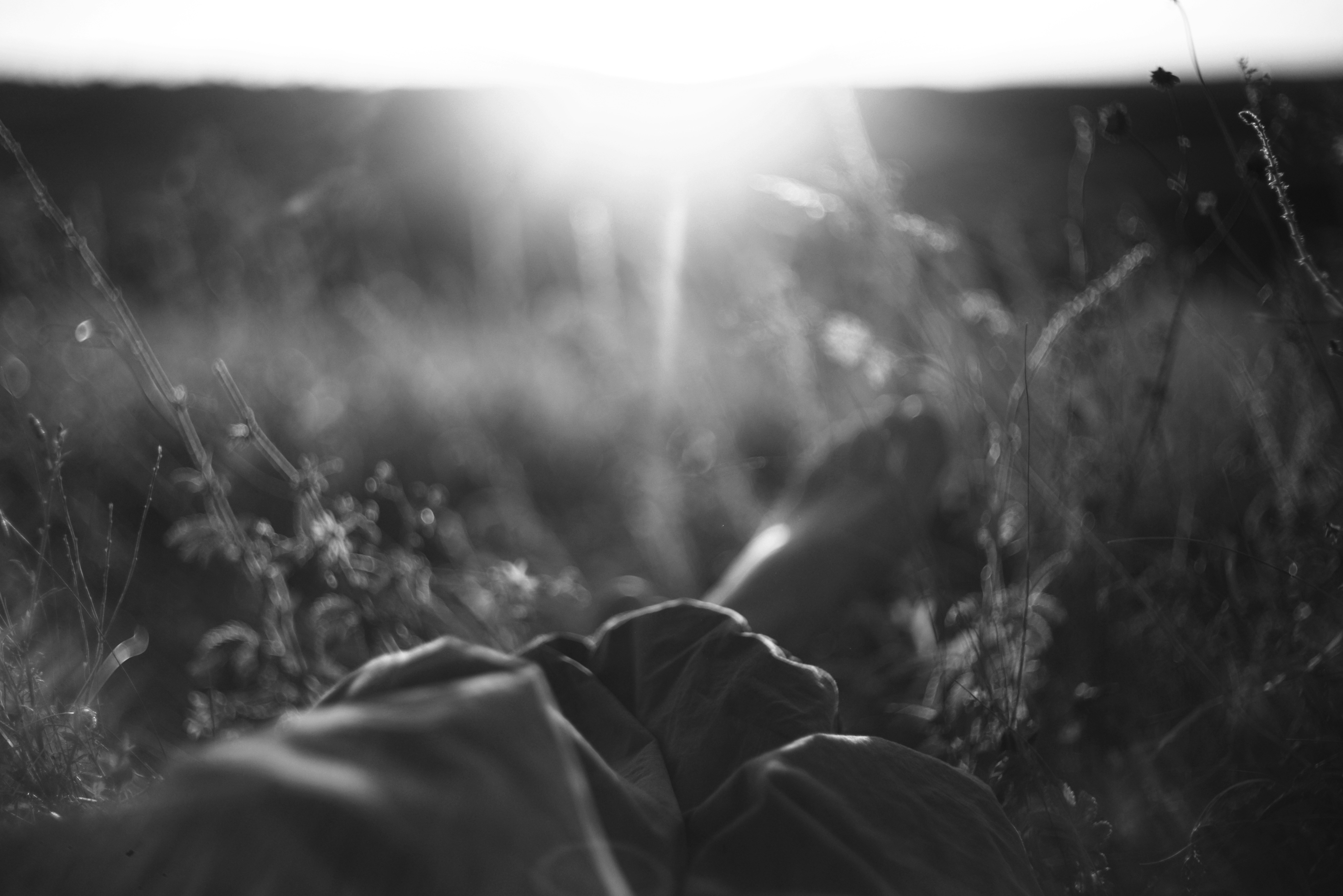 Sunlit Field Echoes: A Quiet Quietude in Monochrome