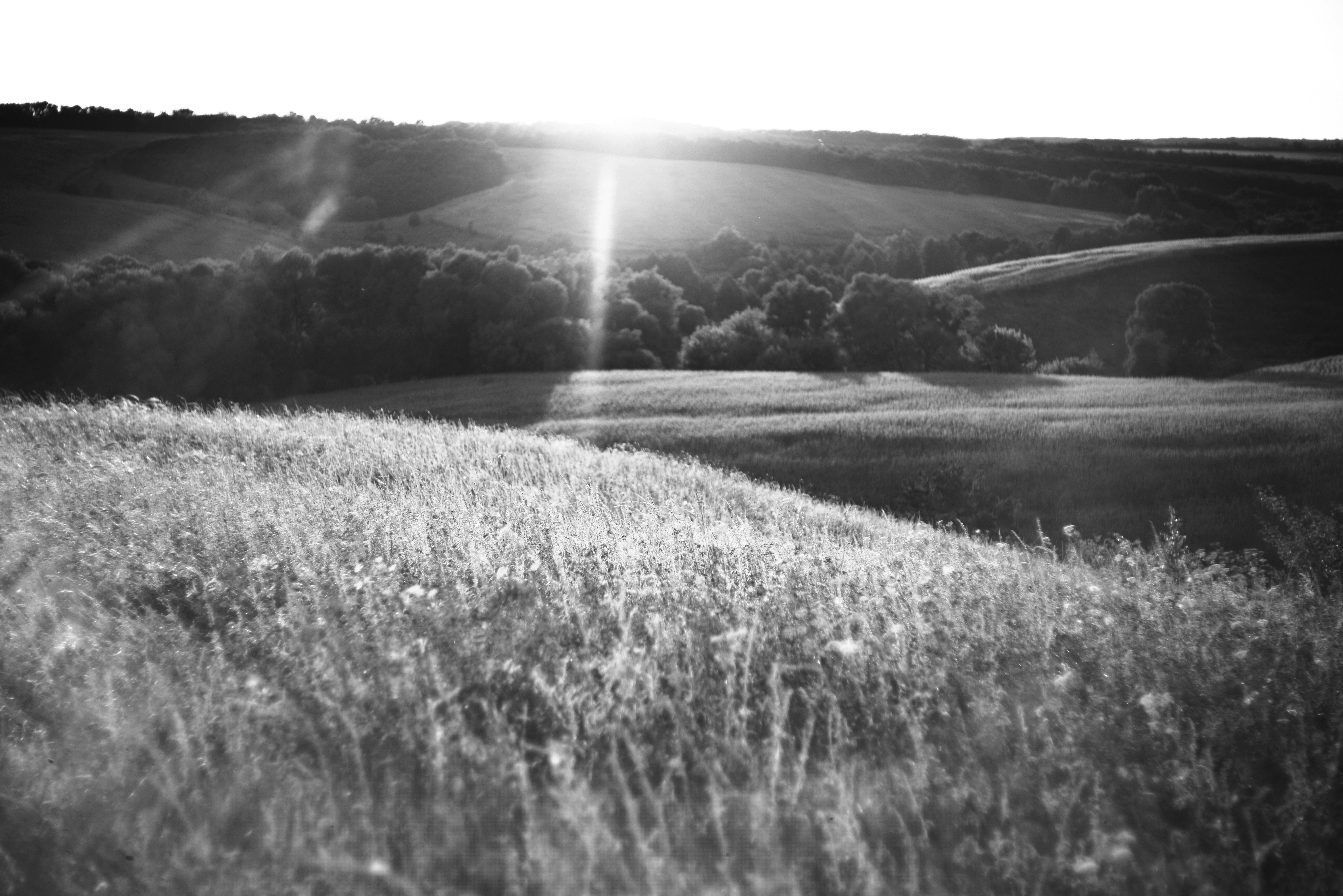 Sunlit Slope: Grasses Awake on the Quiet Hillside