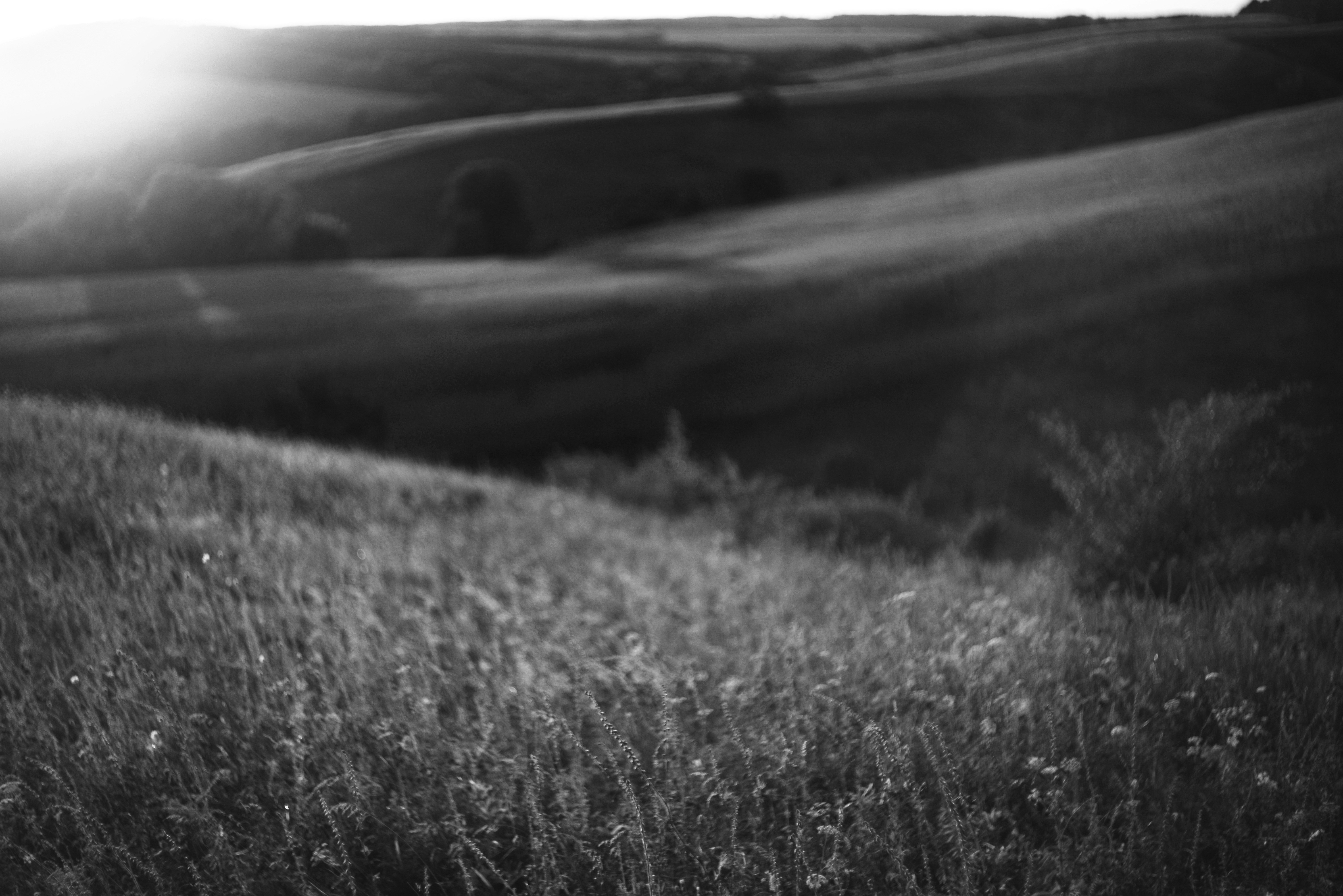 Sunlit Field in Quiet Hills