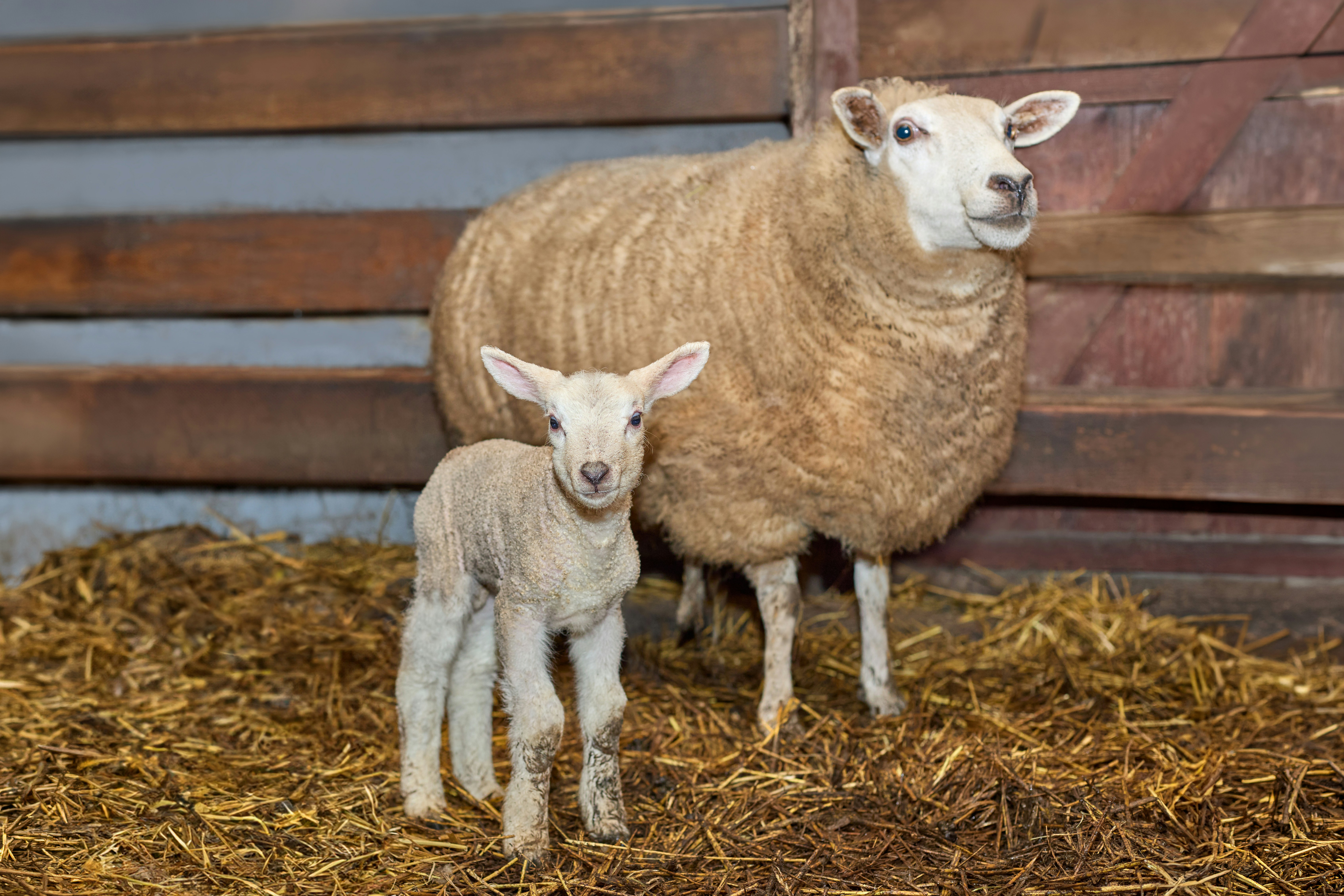 Lamb and Ewe Beneath Rustic Stall Slats