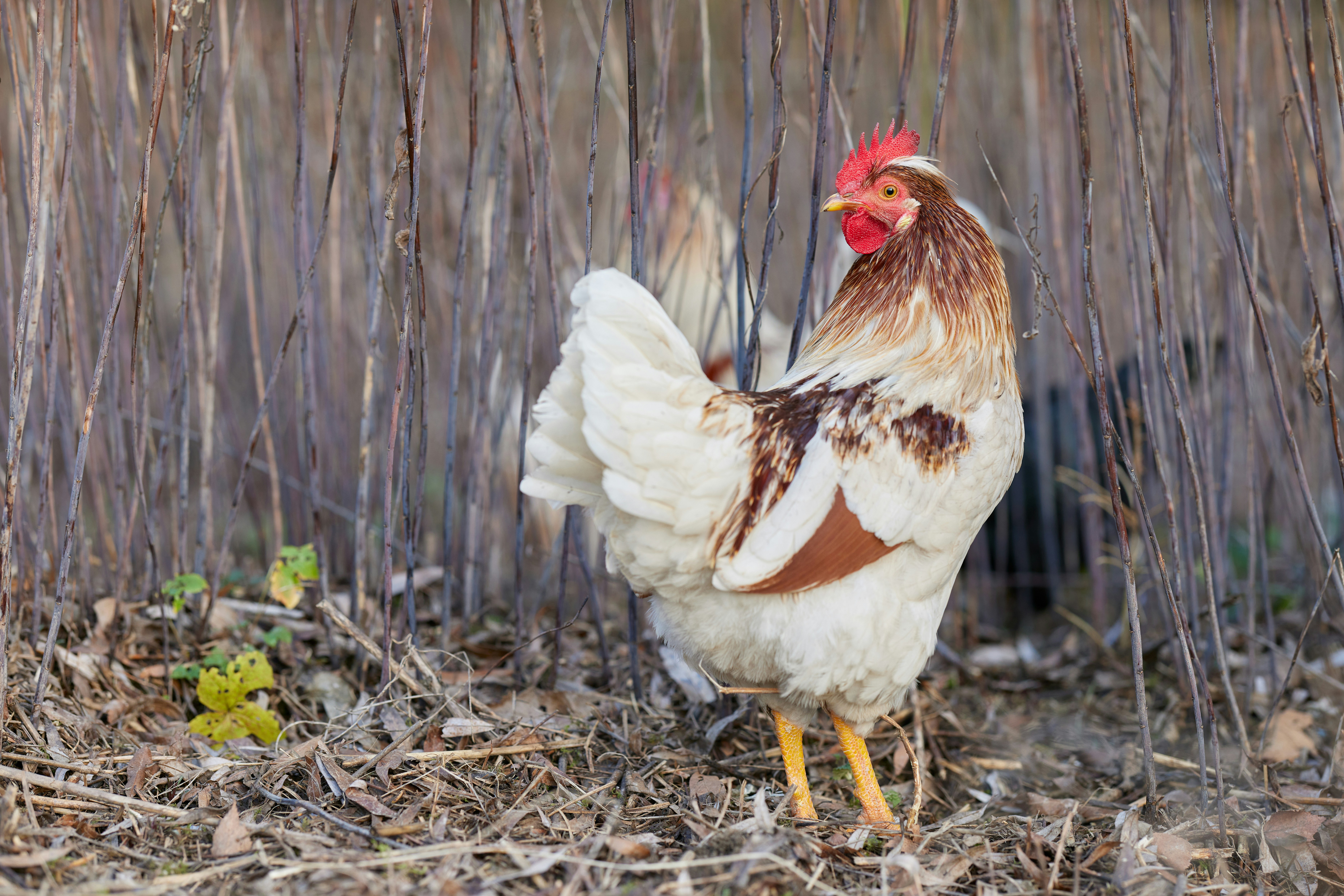 Grounded in Quill and Feather: A hen amid tall reeds
