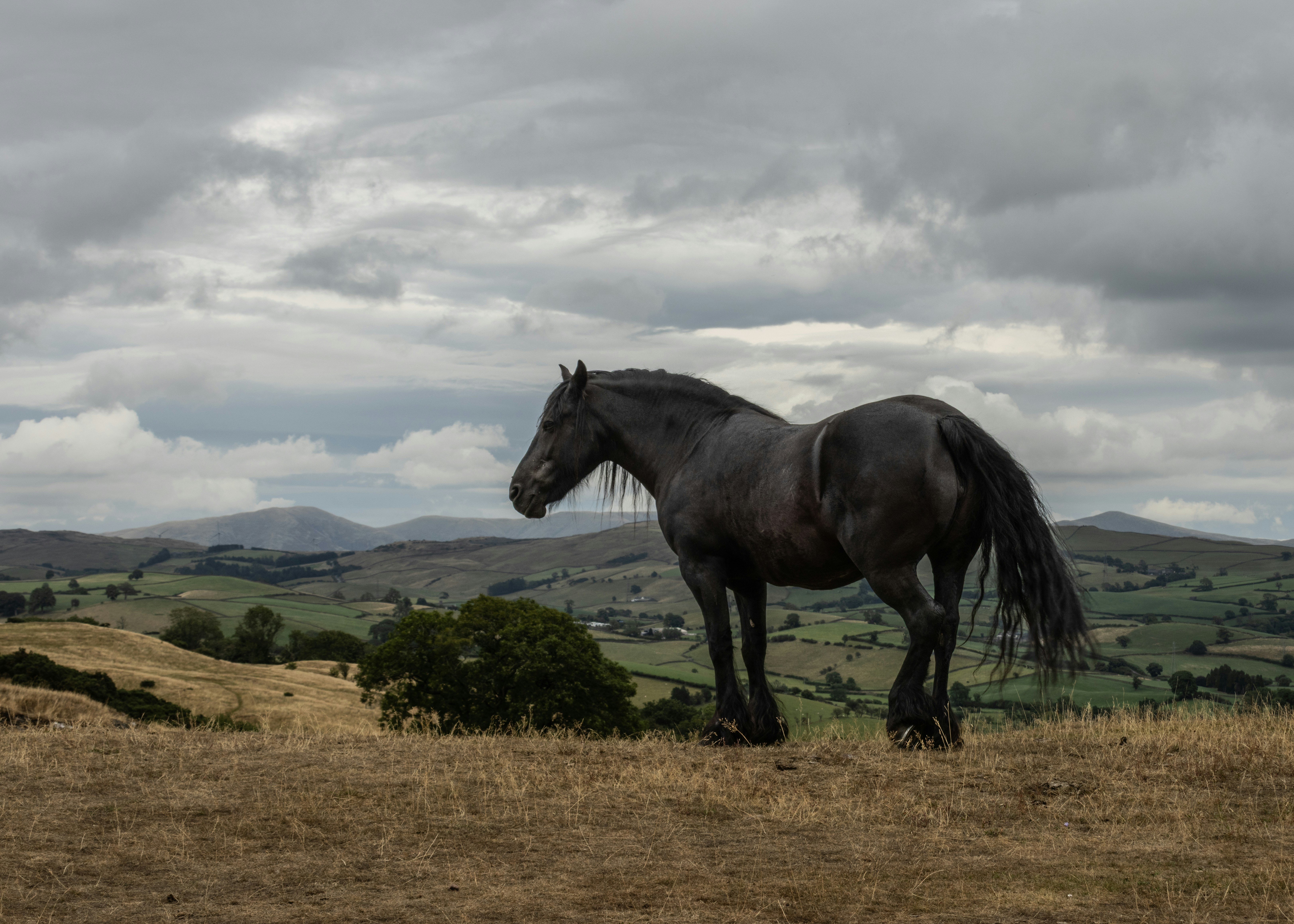 Standing Sentinel: A Lone Horse against Rolling Countryside