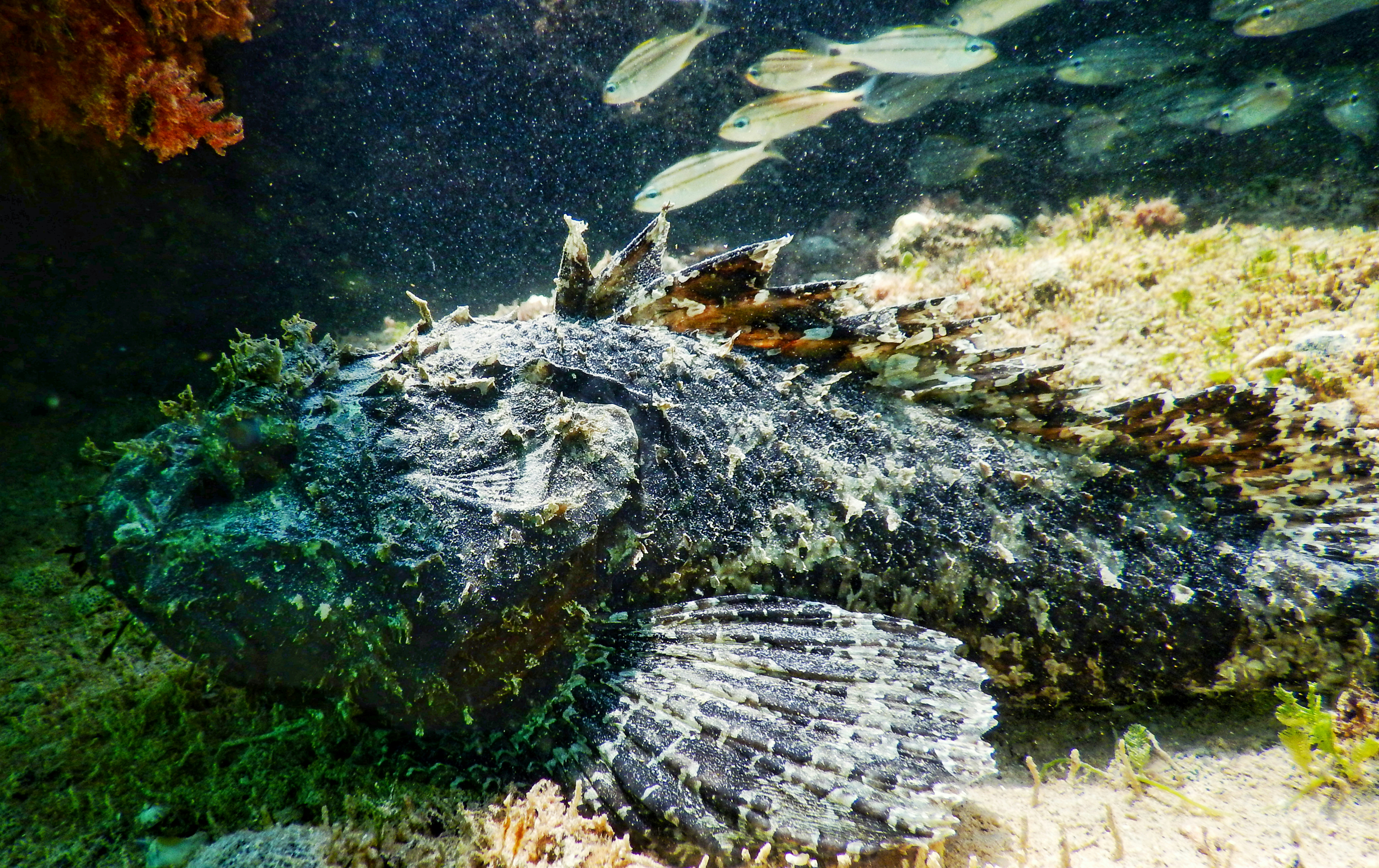 Hidden Predator: A Reef-Wloor Giant Resting Among Kelp and Scattered Fins