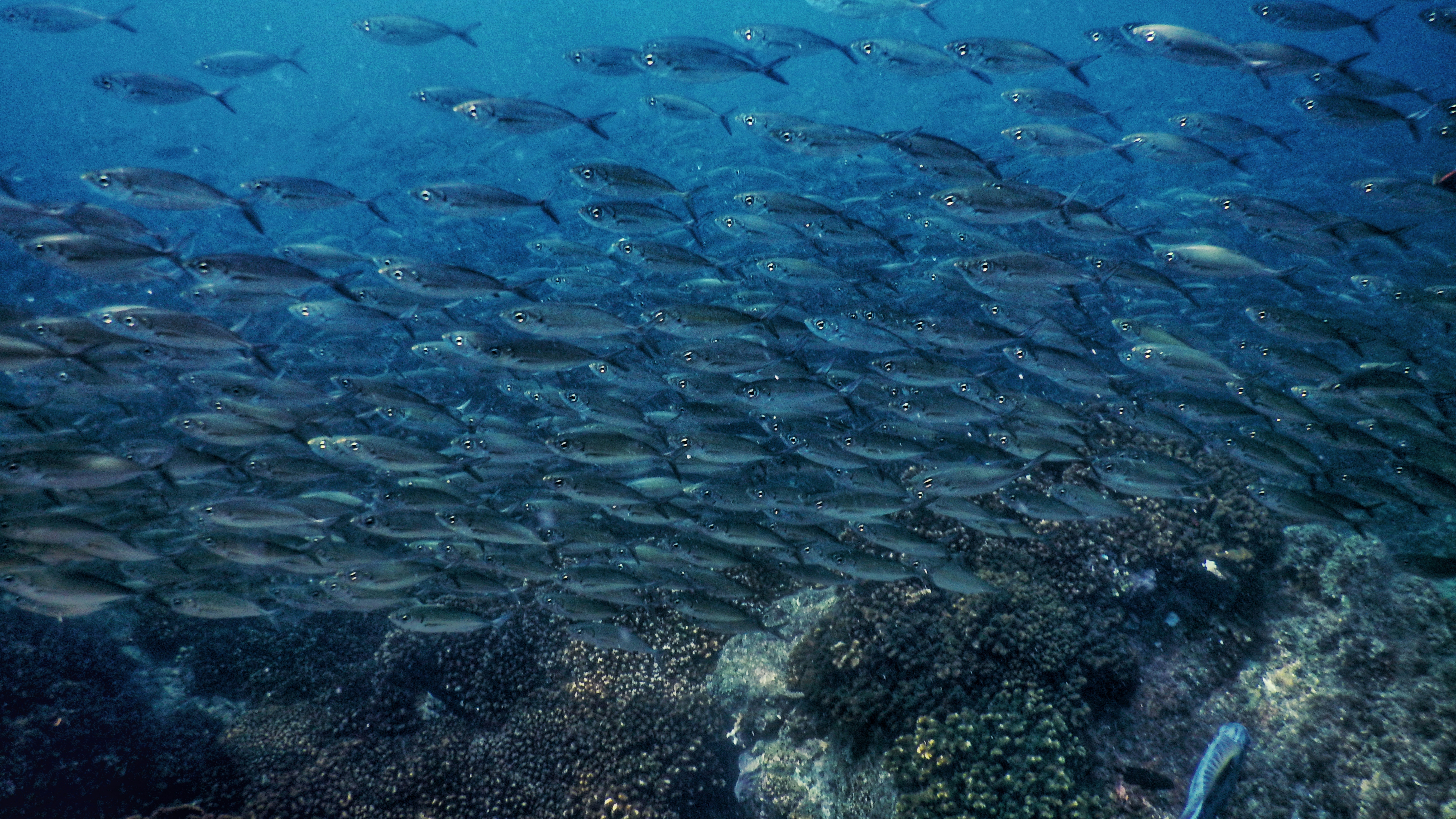 A dense school of small silver fish forms a sweeping ribbon over a coral reef, captured underwater with clear blue water and sunlight filtering from above.