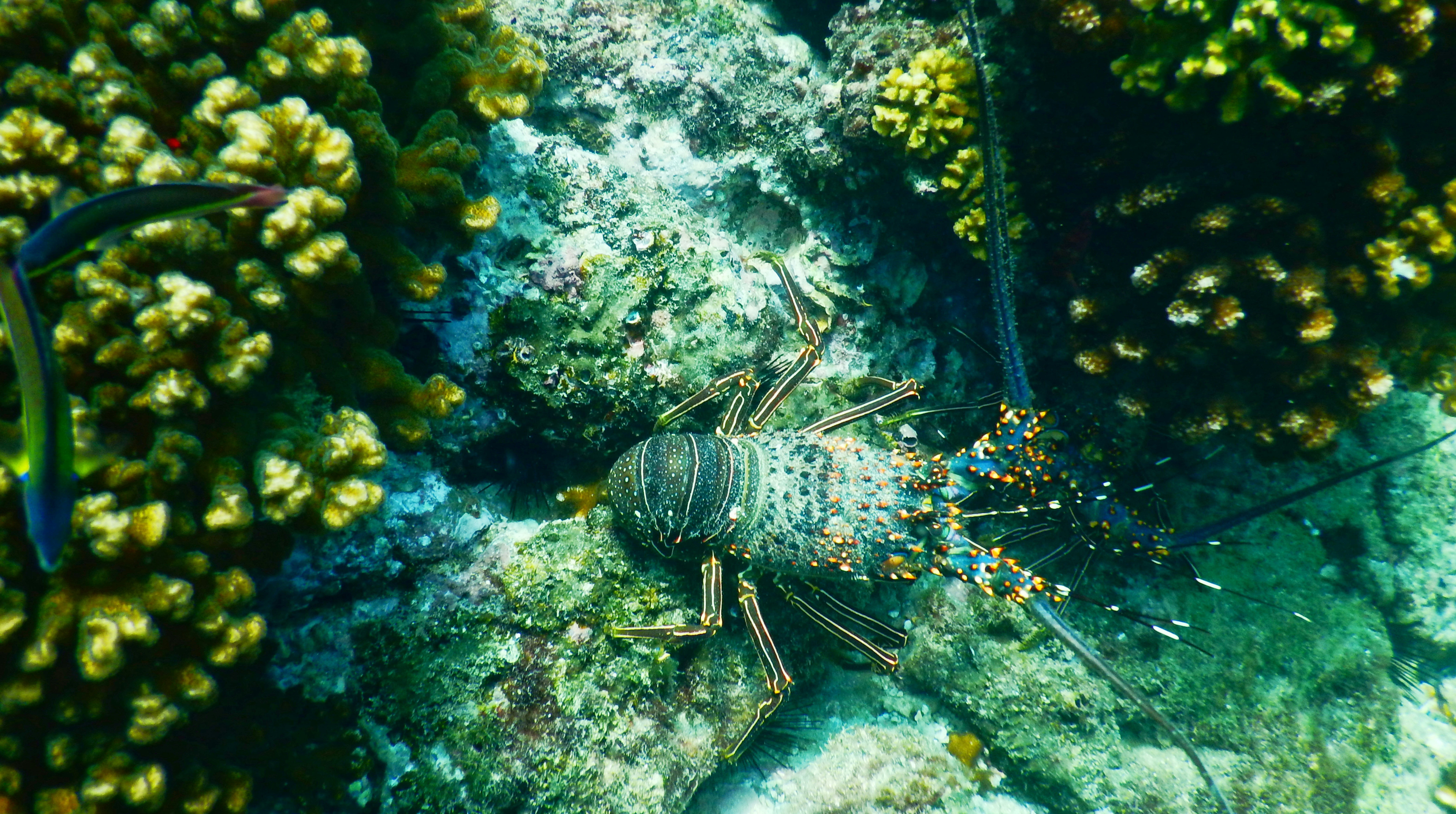Colorful lobster resting on vibrant coral reef, captured underwater with natural ambient light.