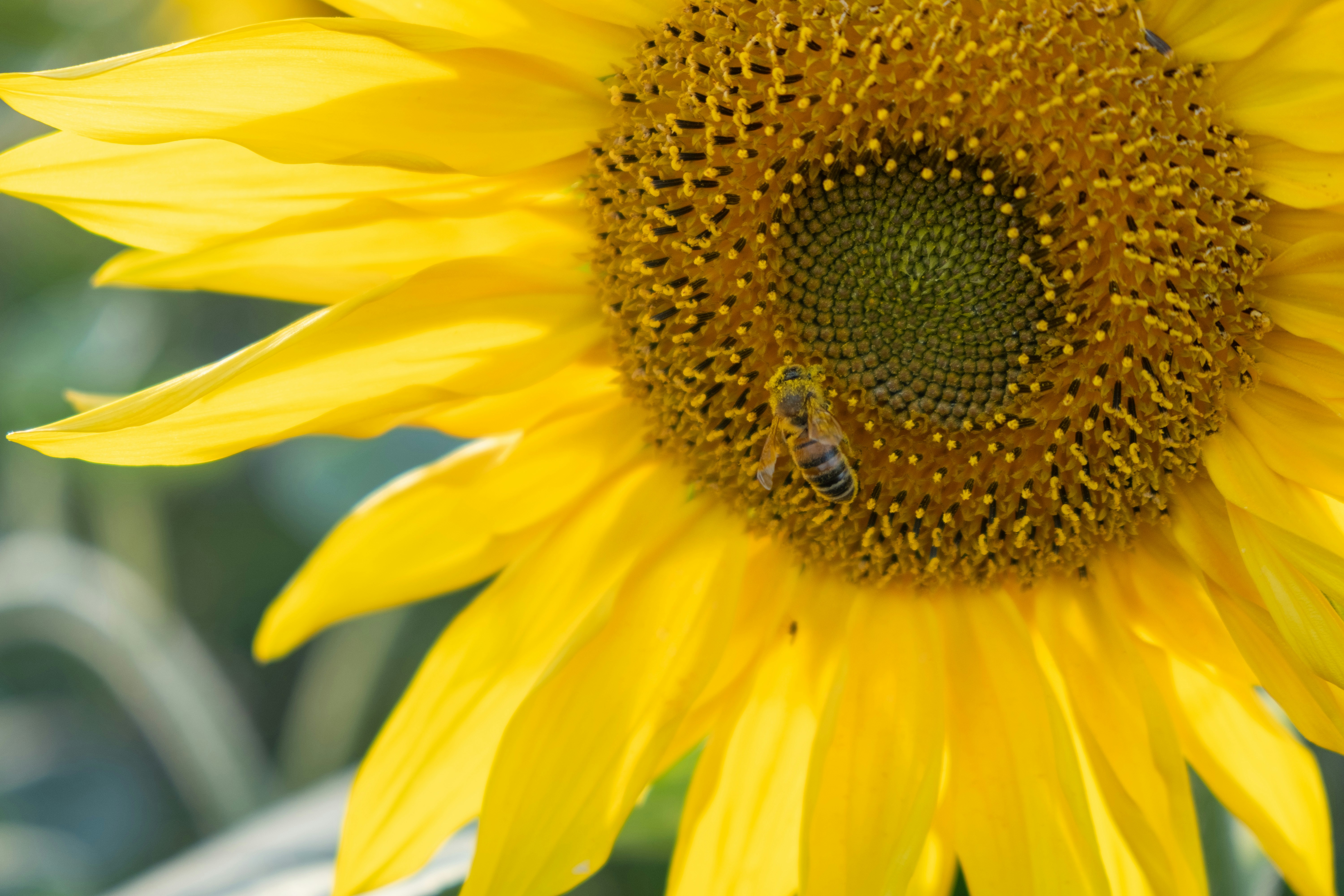 Sunflower Macro: Bee at the Heart of Golden Core
