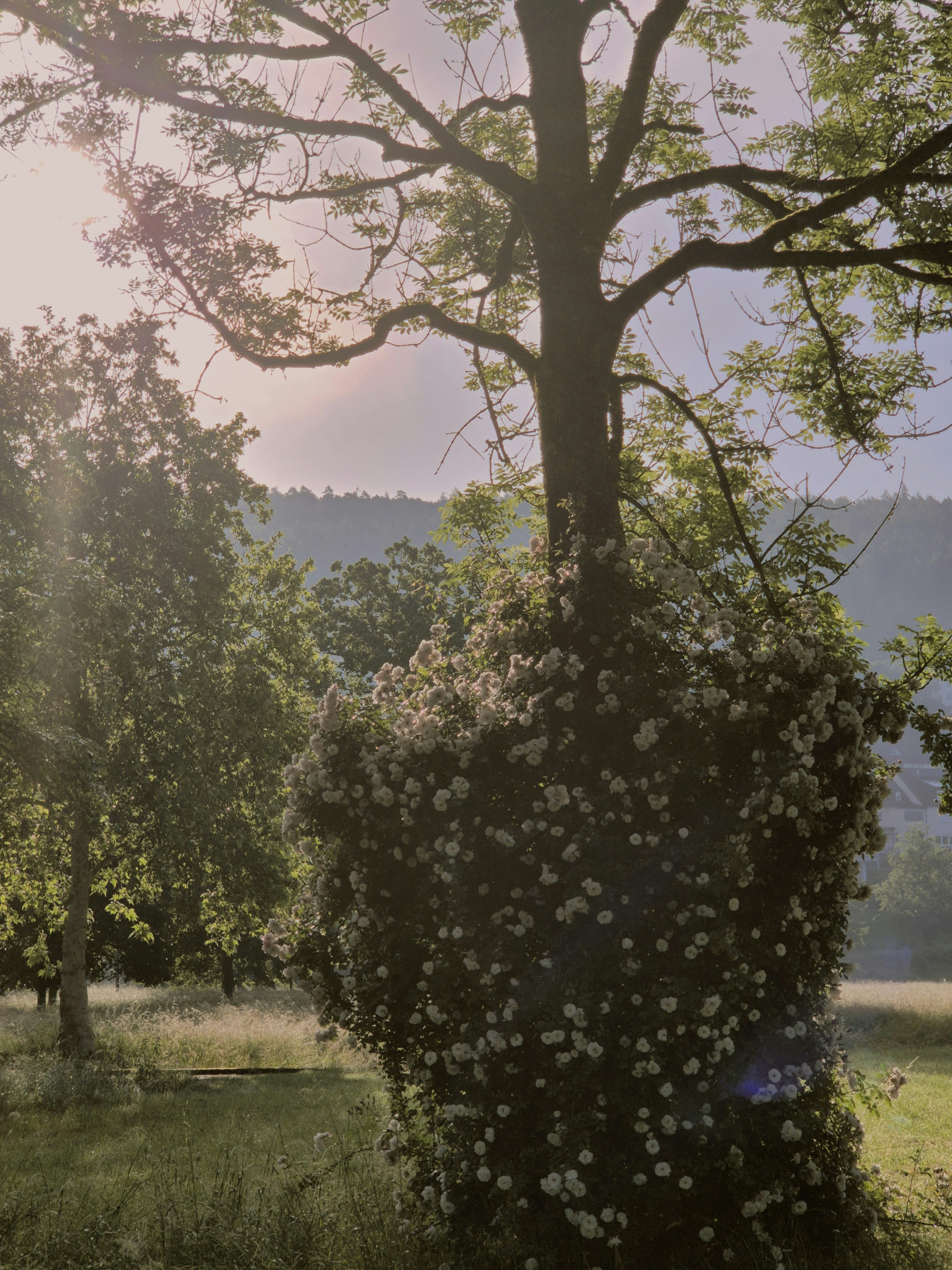 Sunlit Tree-House Bloom: A Draped Trunk in a Quiet Meadow