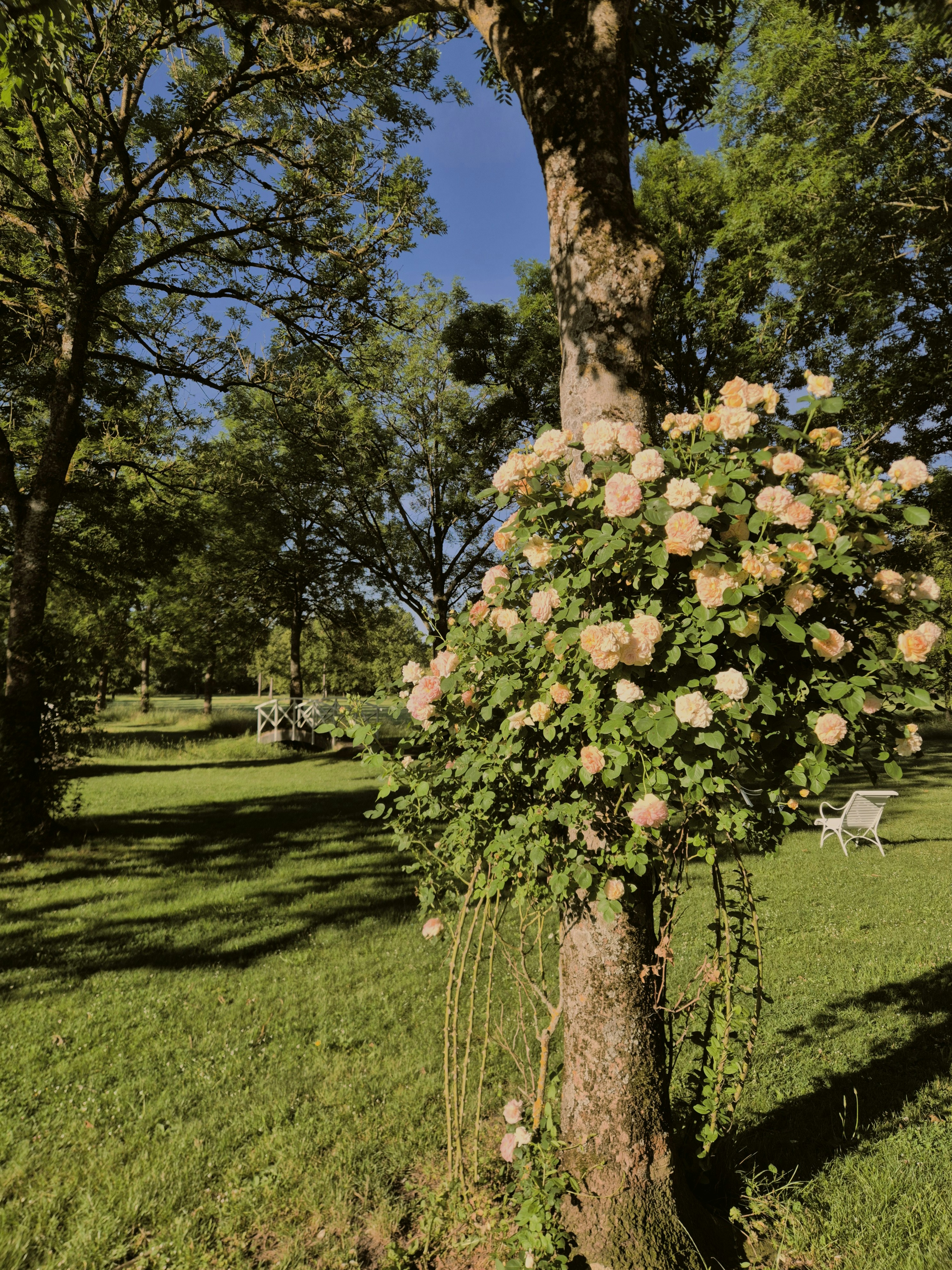 Sunlit Rose Archway: Hydrangeas Climbing a Trunk in a Quiet Park