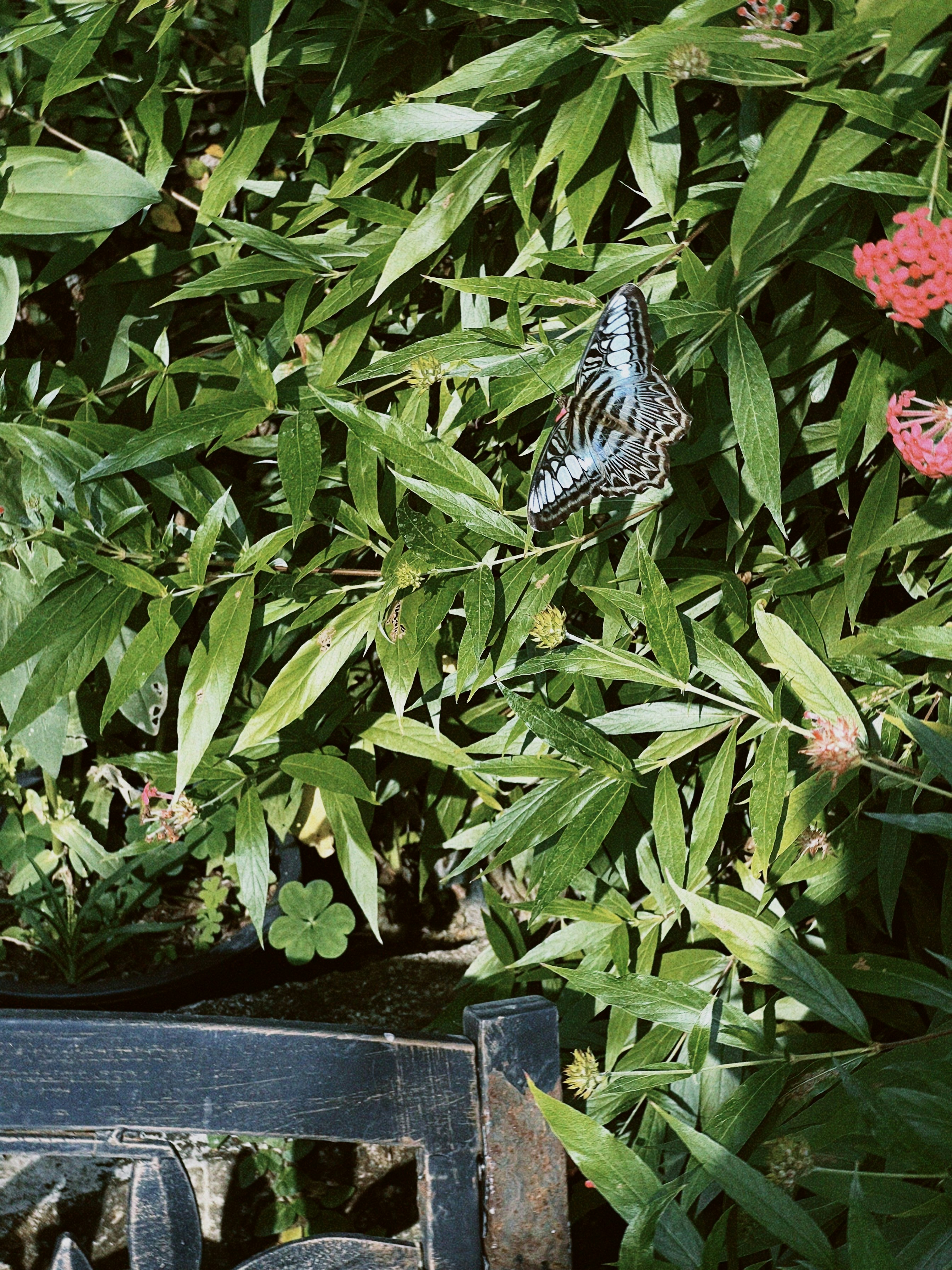Delicate butterfly perched on green foliage amid garden plants and a weathered metal border, highlighting nature details and subtle color contrasts.