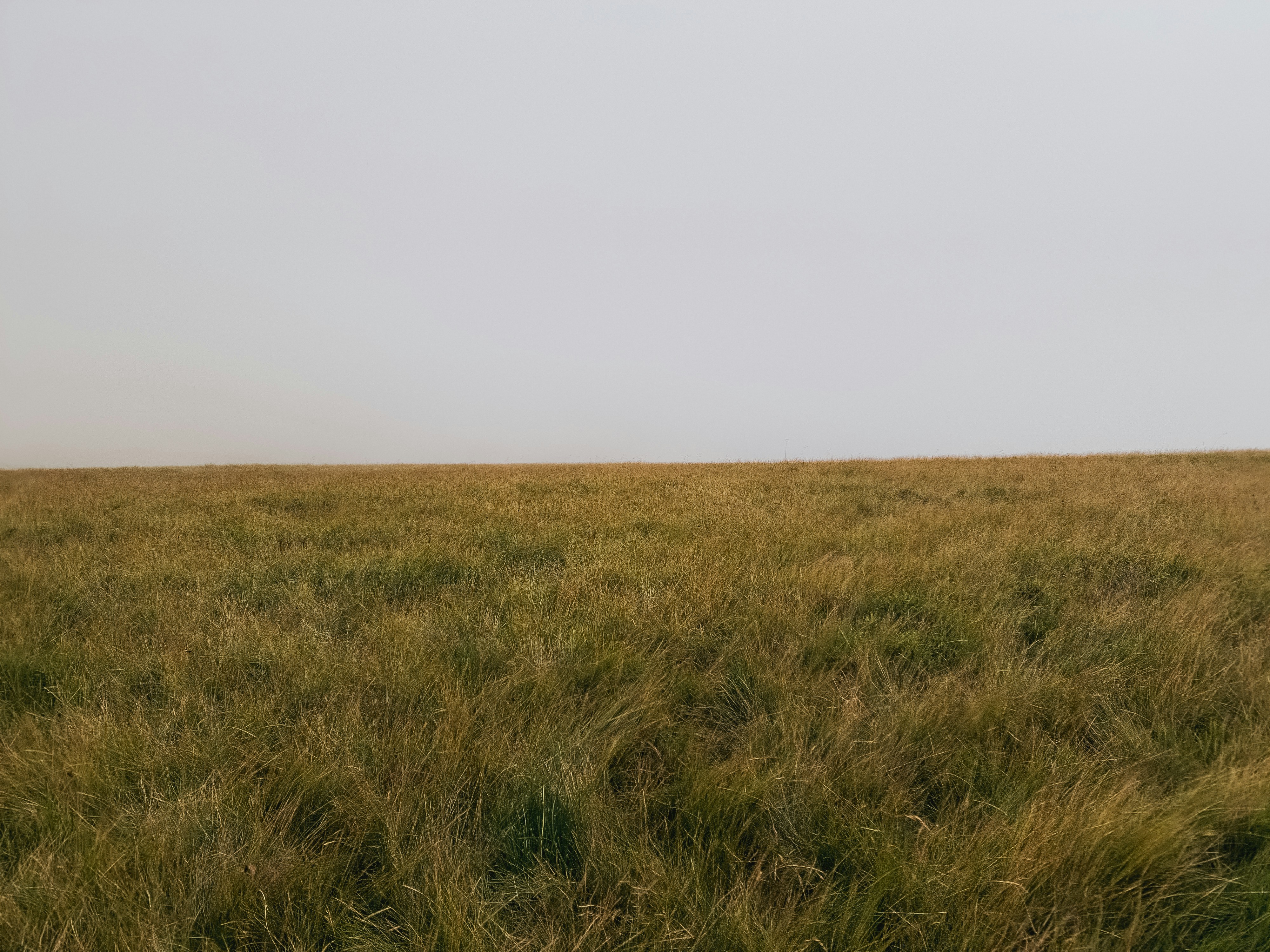 Low Horizon, Wide Grassland: Quiet Distant Field under Pale Sky