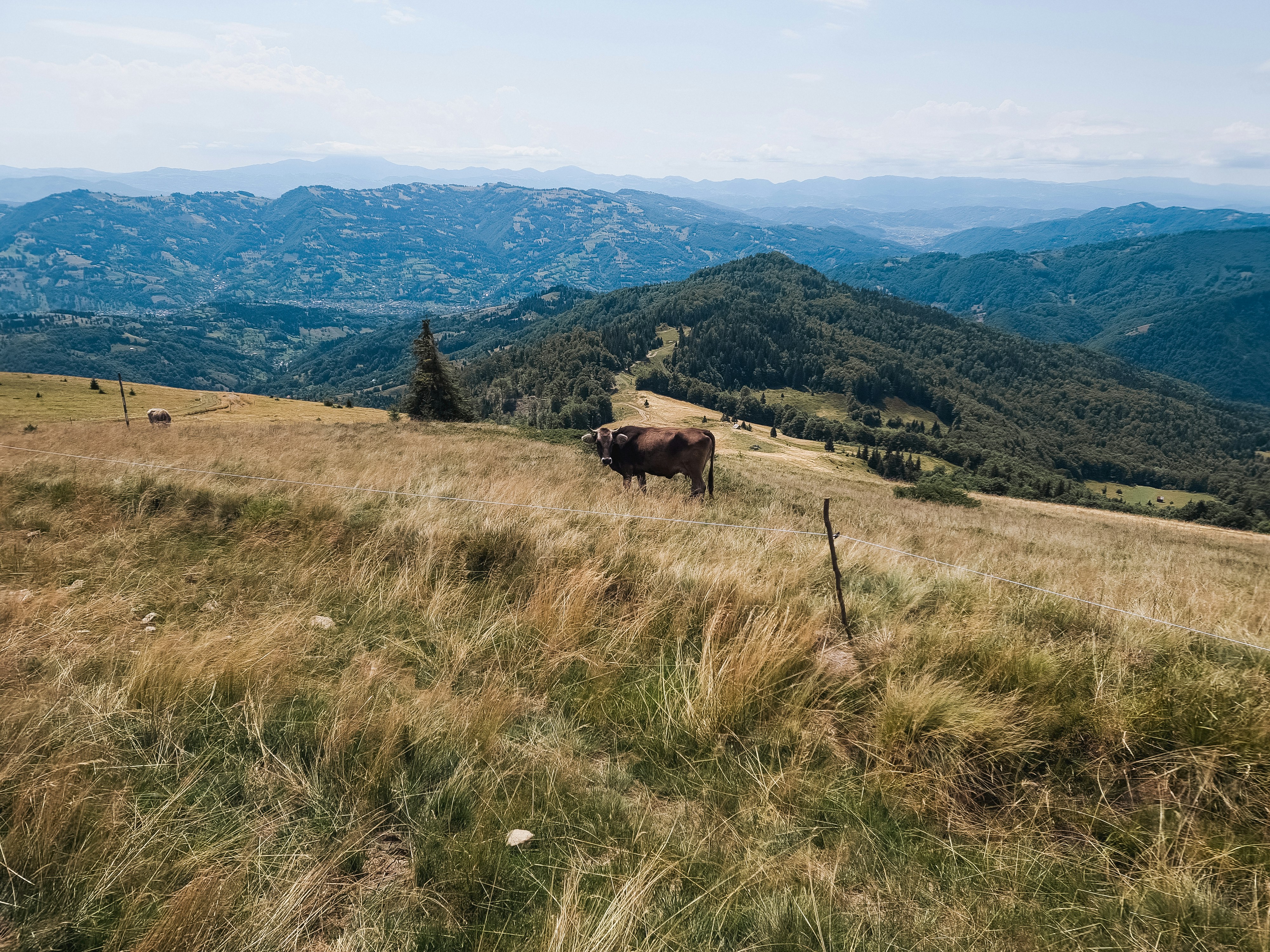 Cattle on a hillside Above a sweeping mountain valley