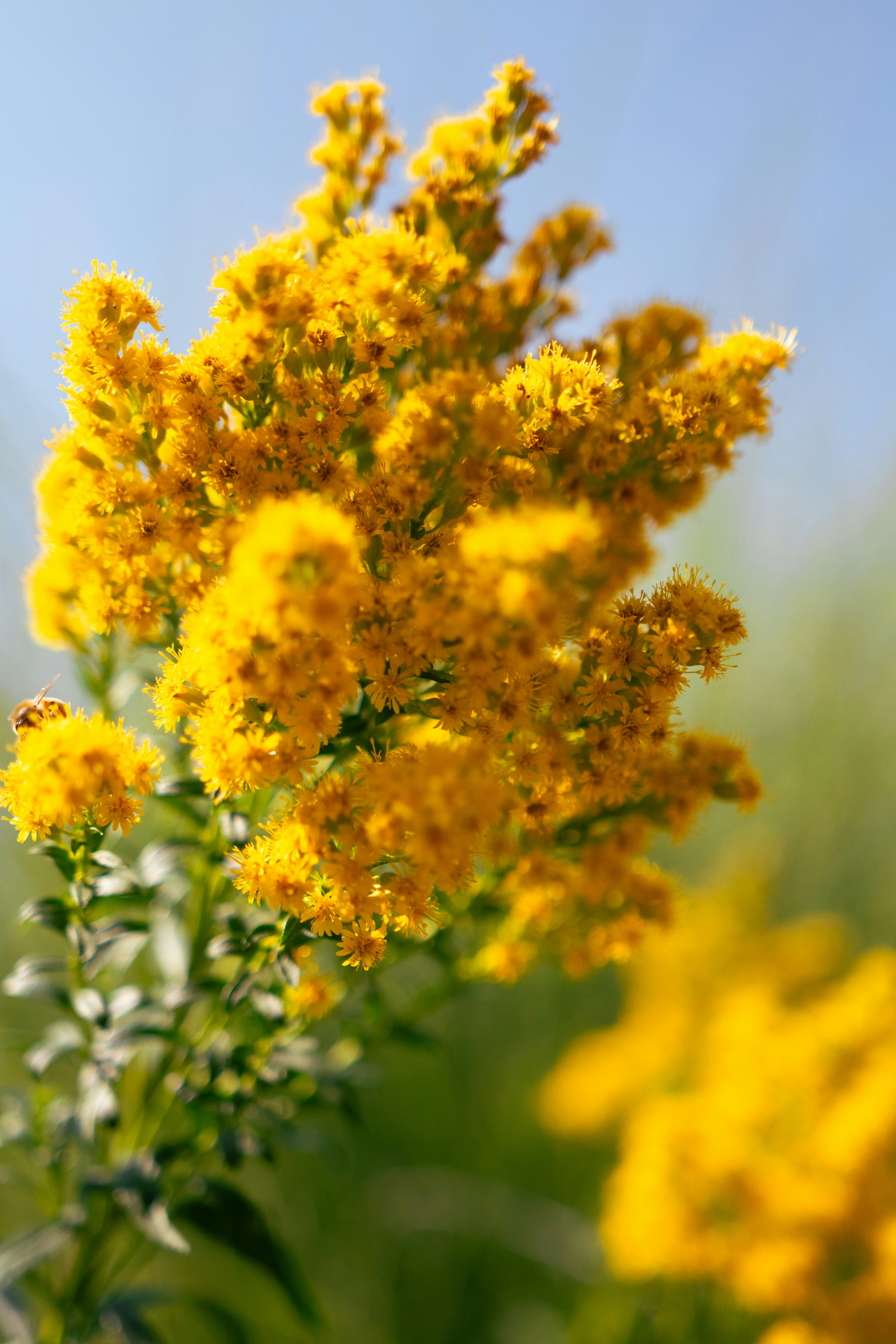 Golden Spires: A Burst of Mimosa-like Blooms