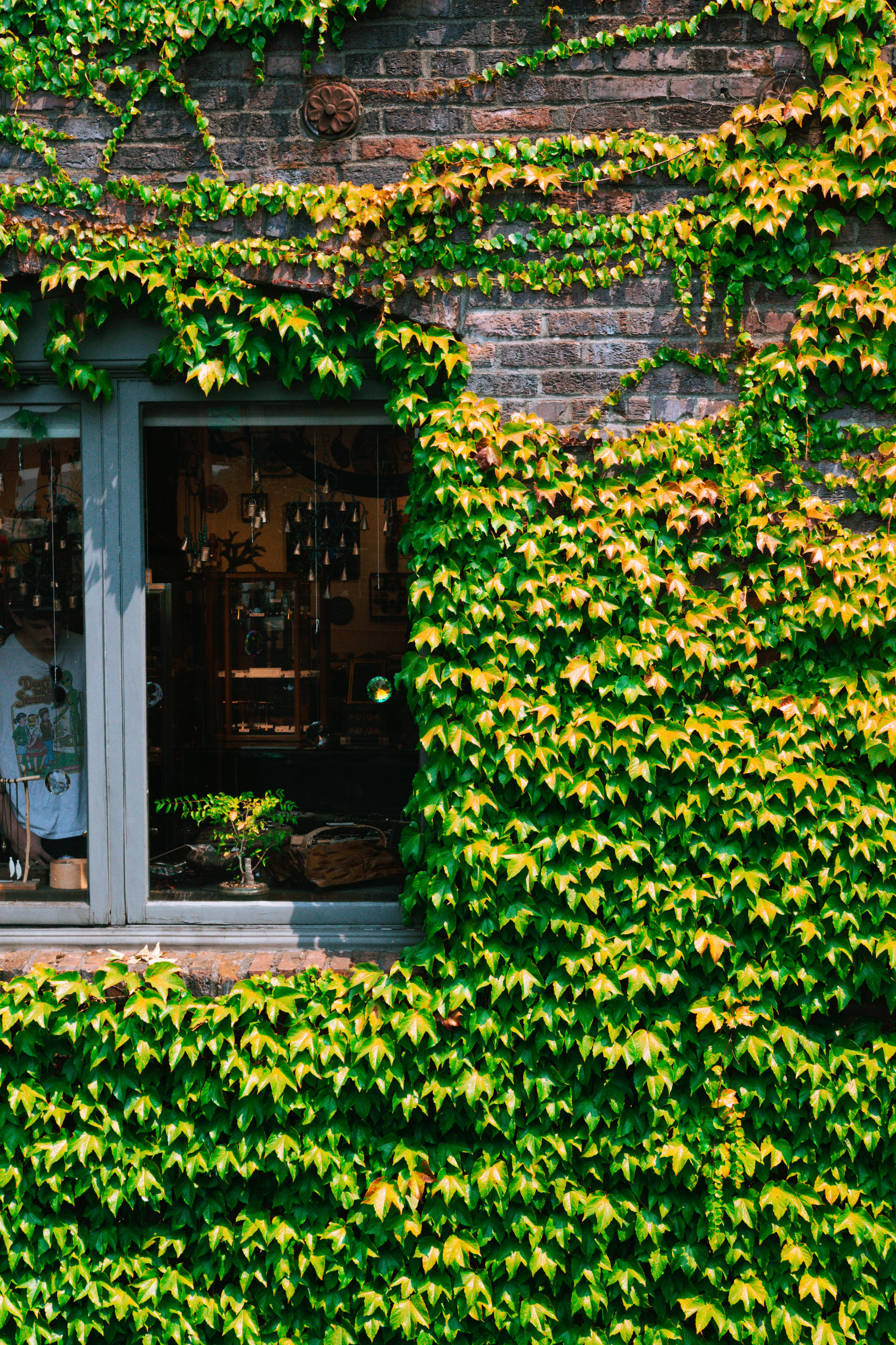 Green Vines Cloak a Brick Storefront Window