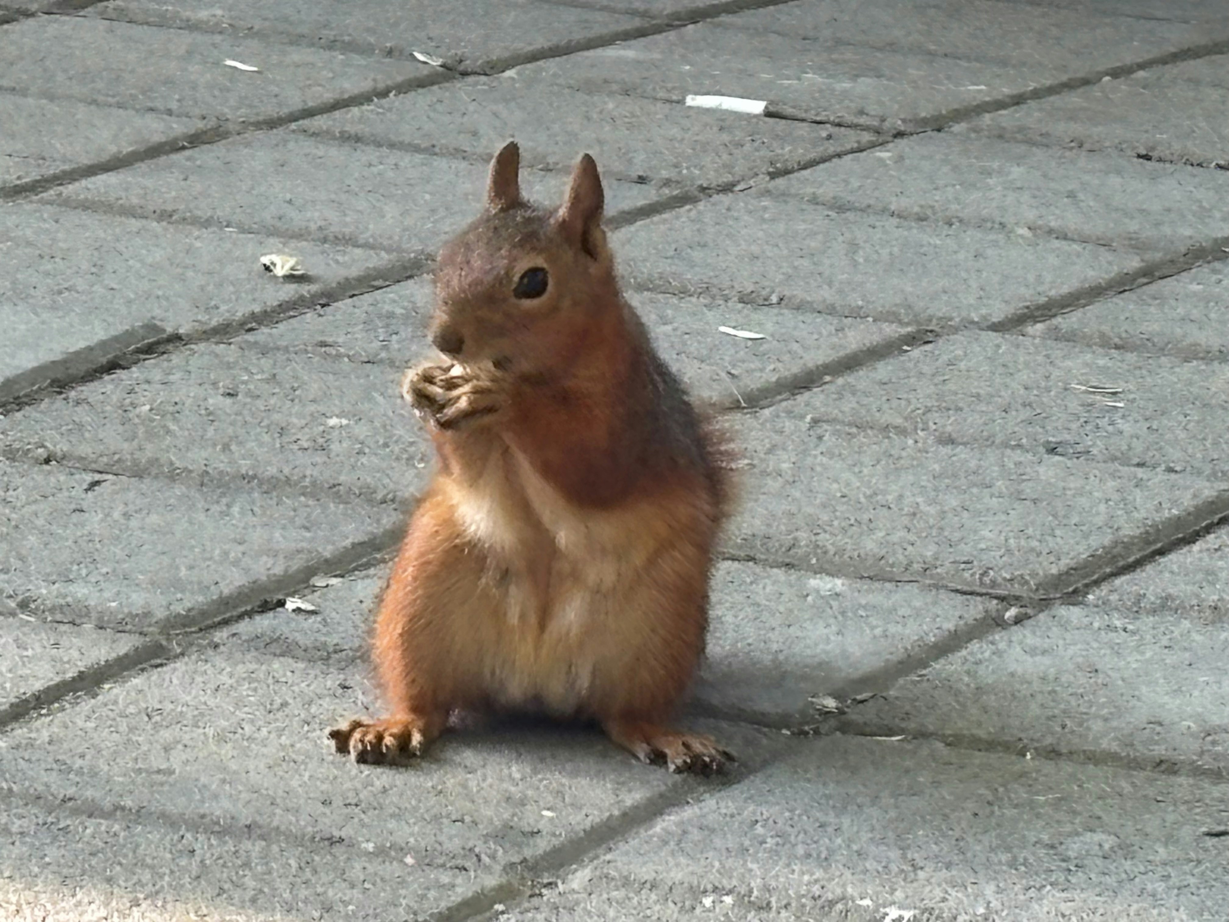 Squirrel Pause: a Nut-Side Moment on the Pavement