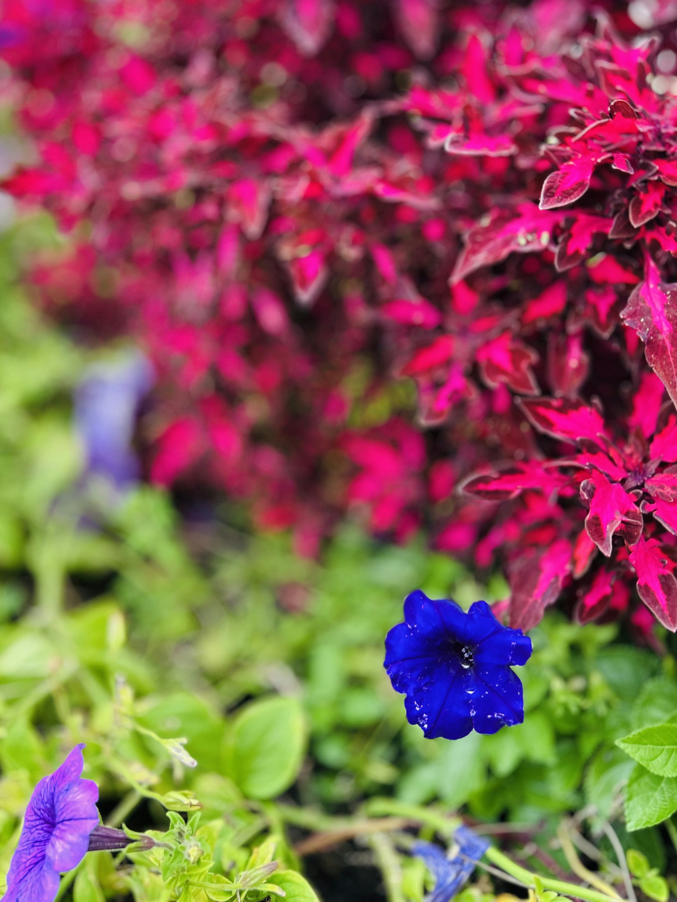 Blue Petal in a Sea of Crimson Chicory
