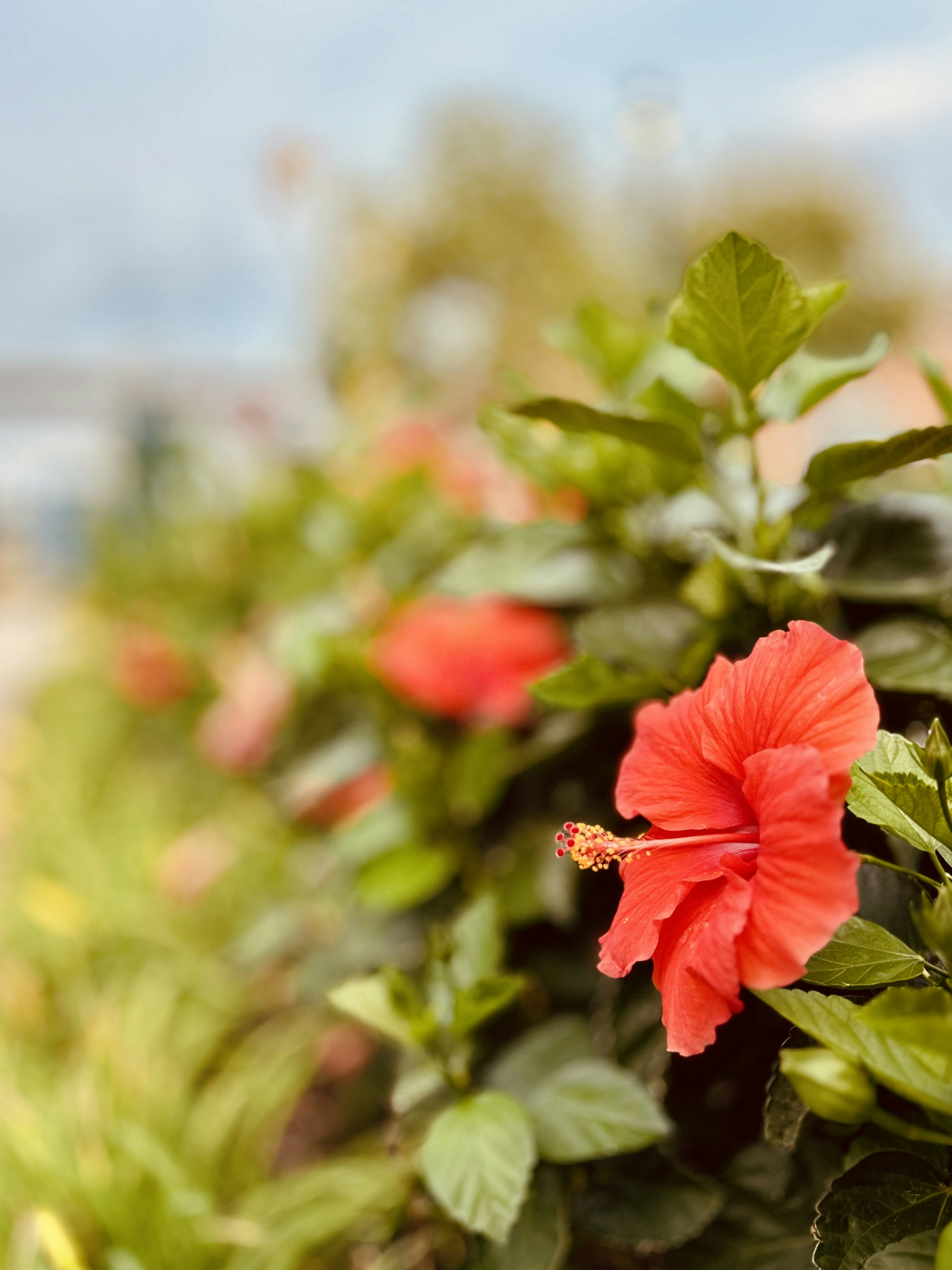 Vibrant hibiscus in sunlit garden blur, a coral pop of color