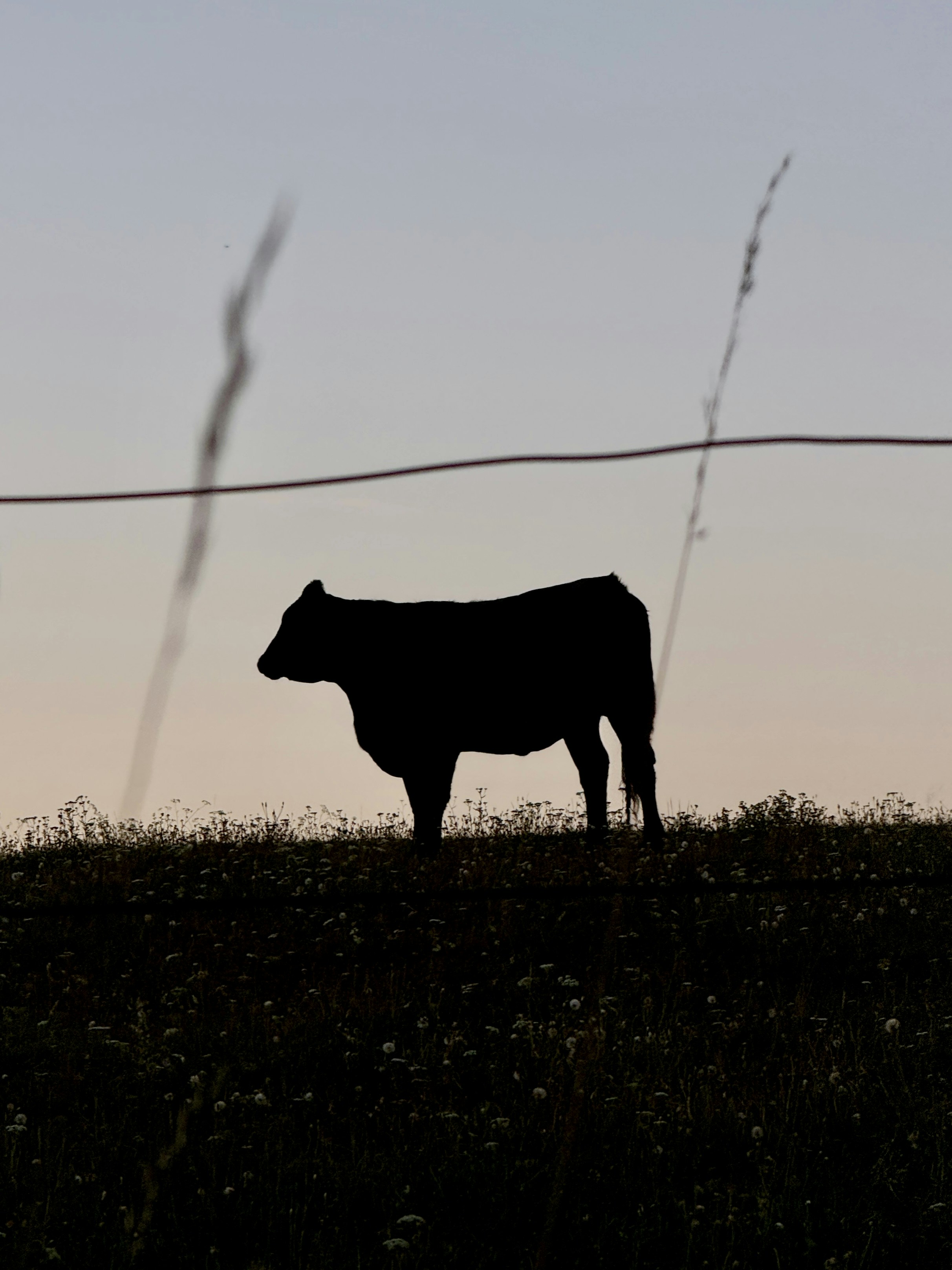 Silhouette at Twilight: A Lone Cattle on a Quiet Crest