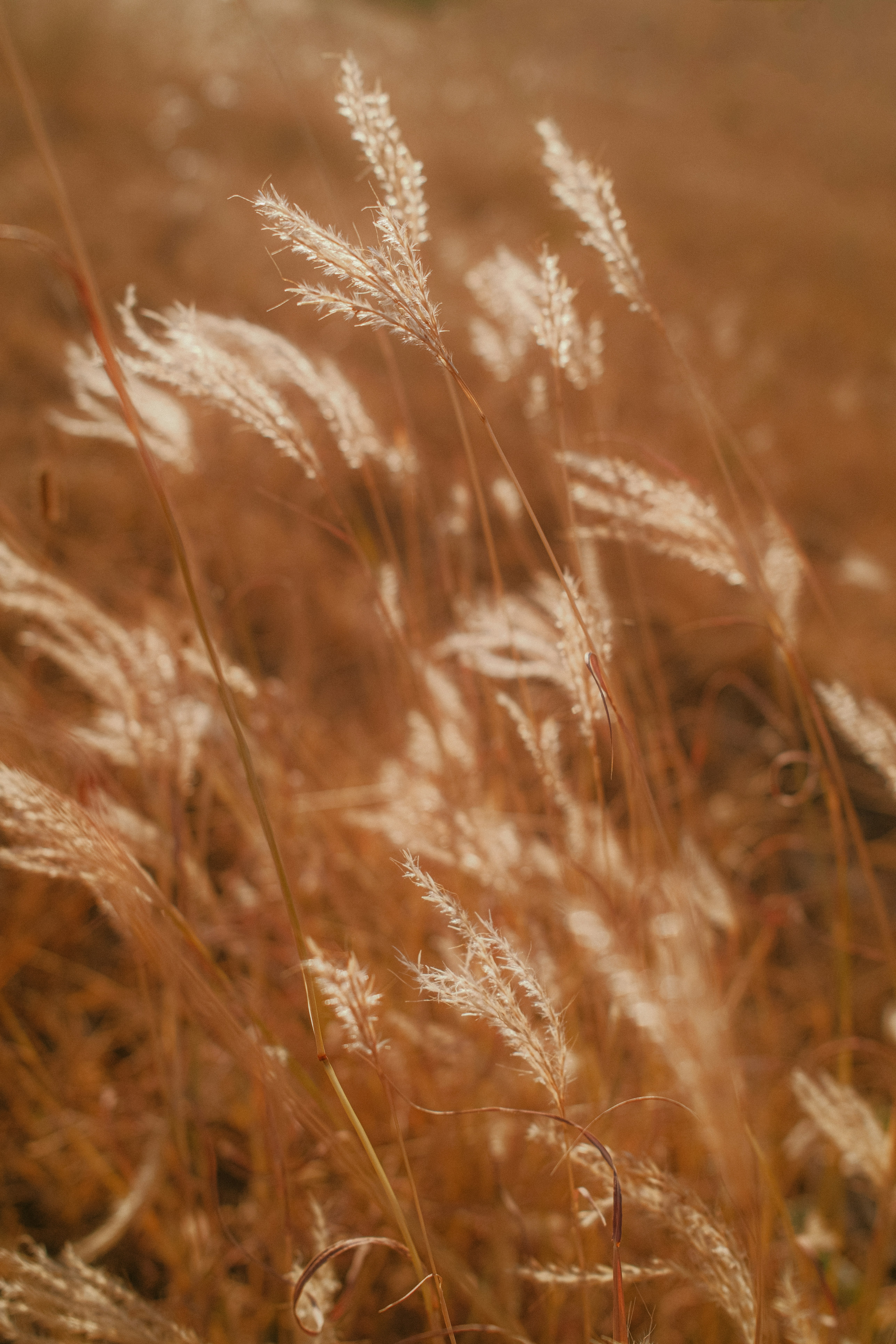 Wisping Reeds in Warm Light