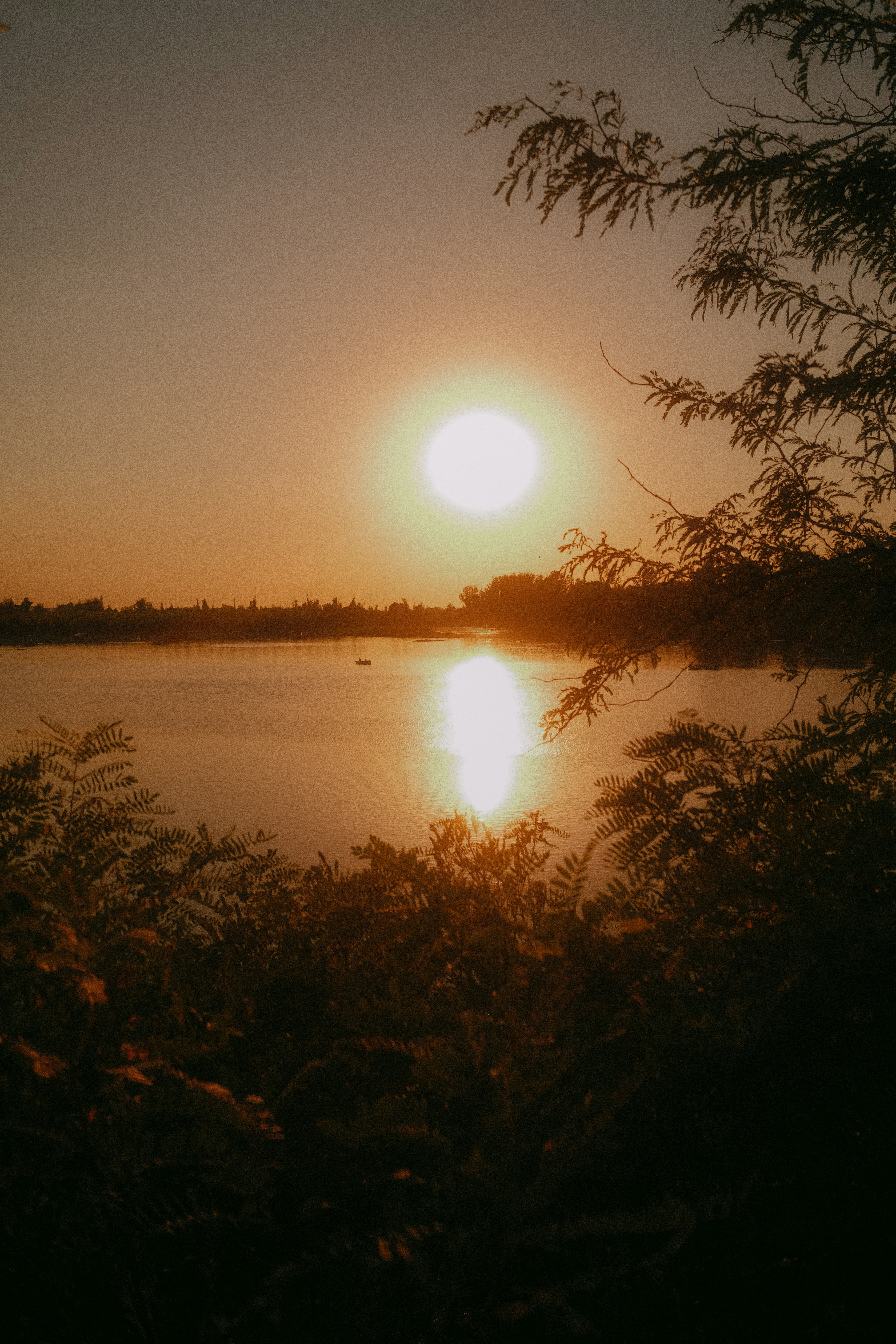 Sunlit Stillness Over the Riverbank