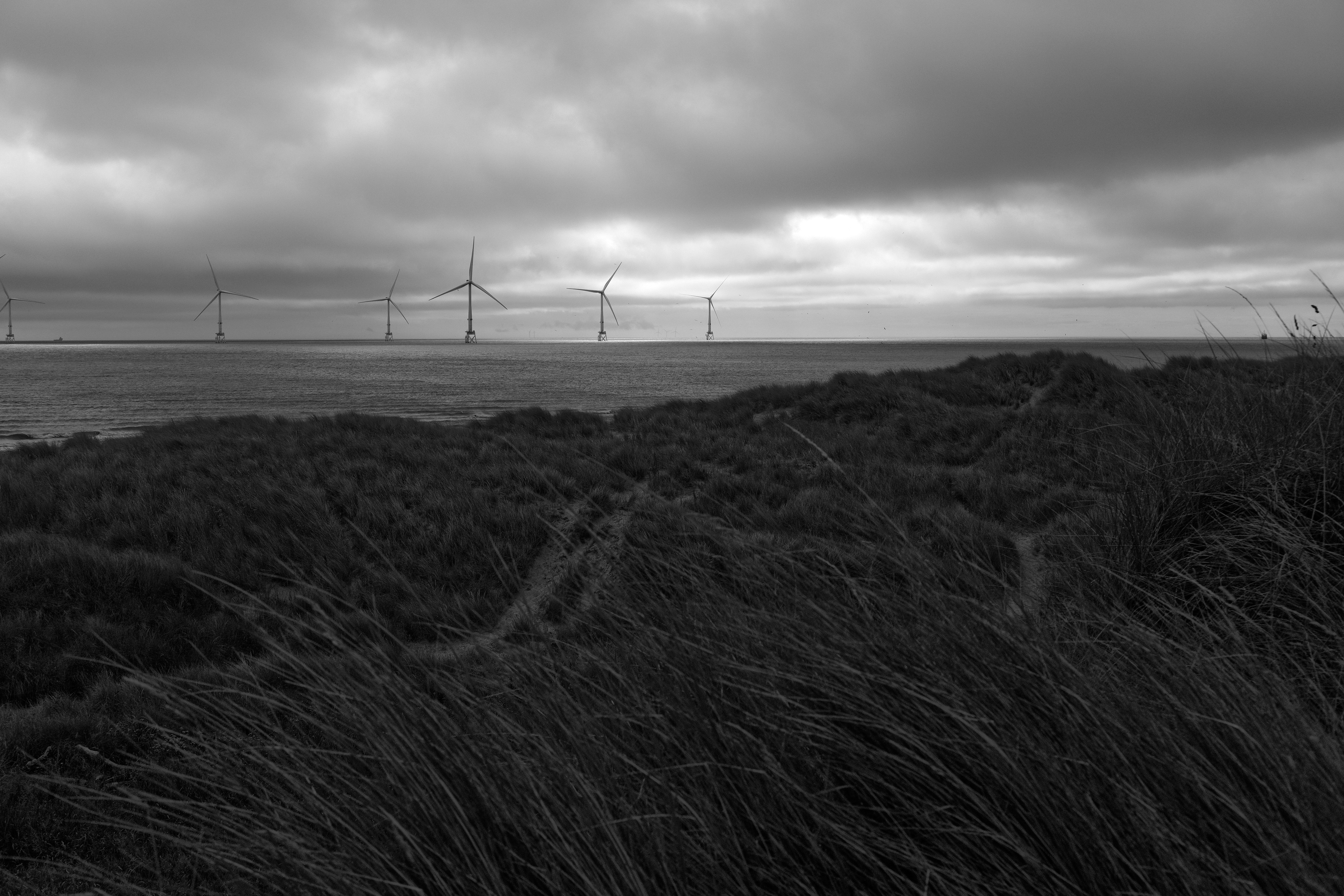 Windward Horizon: Offshore Turbines Against a Field of Reeds
