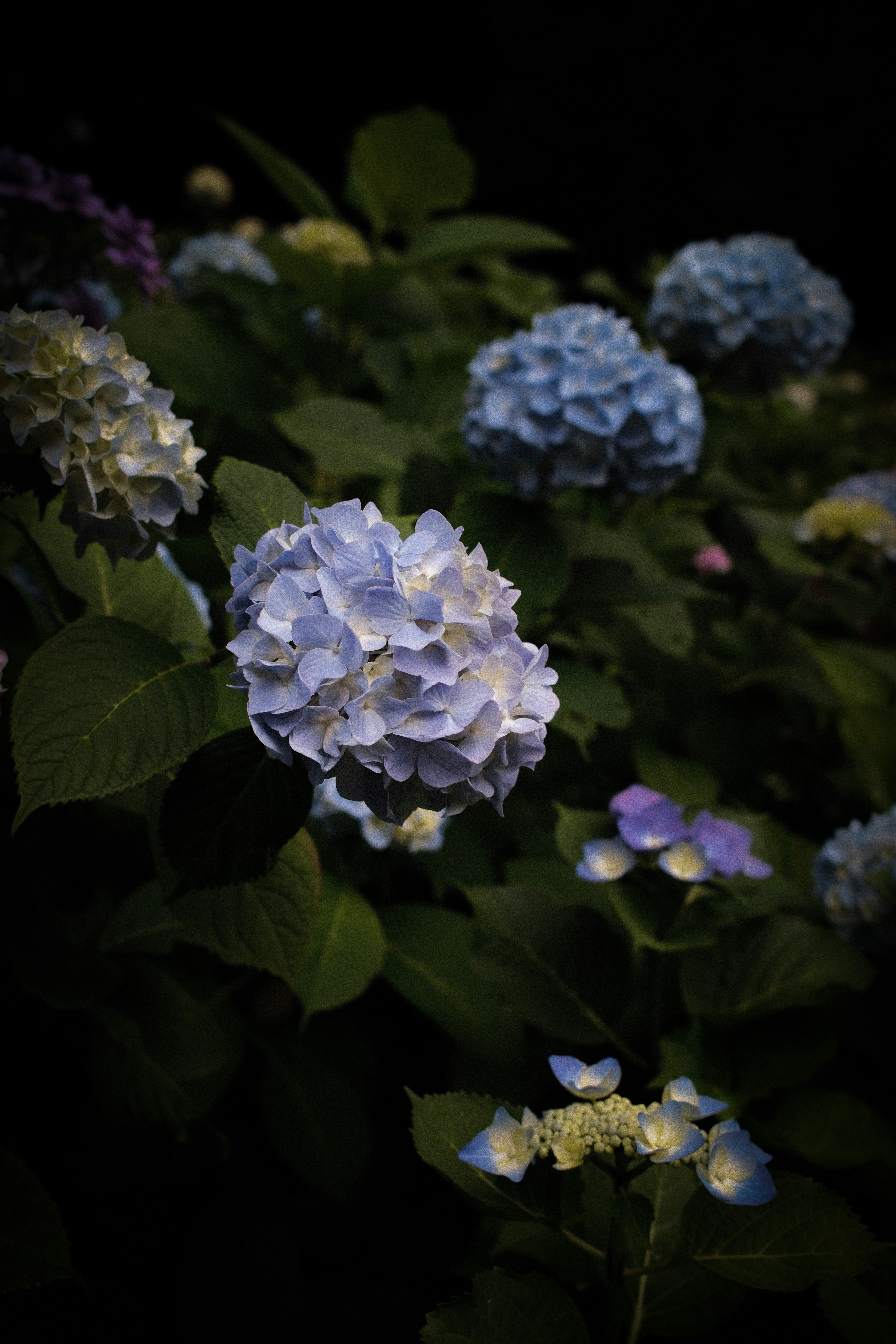 Blue Hydrangea Cluster in Soft Spotlight