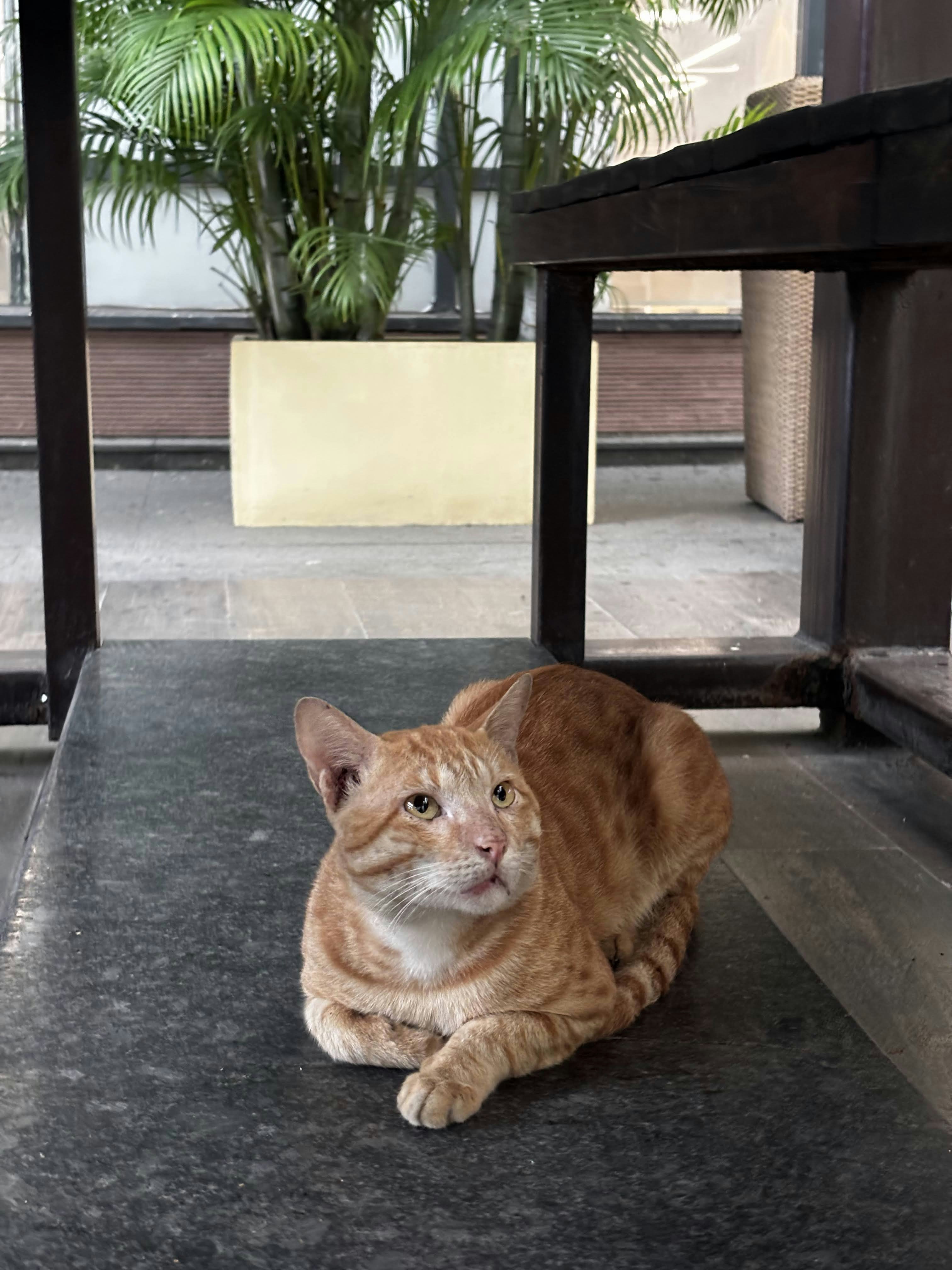 Sunlit Ginger Cat Repose Under a Garden Pergola