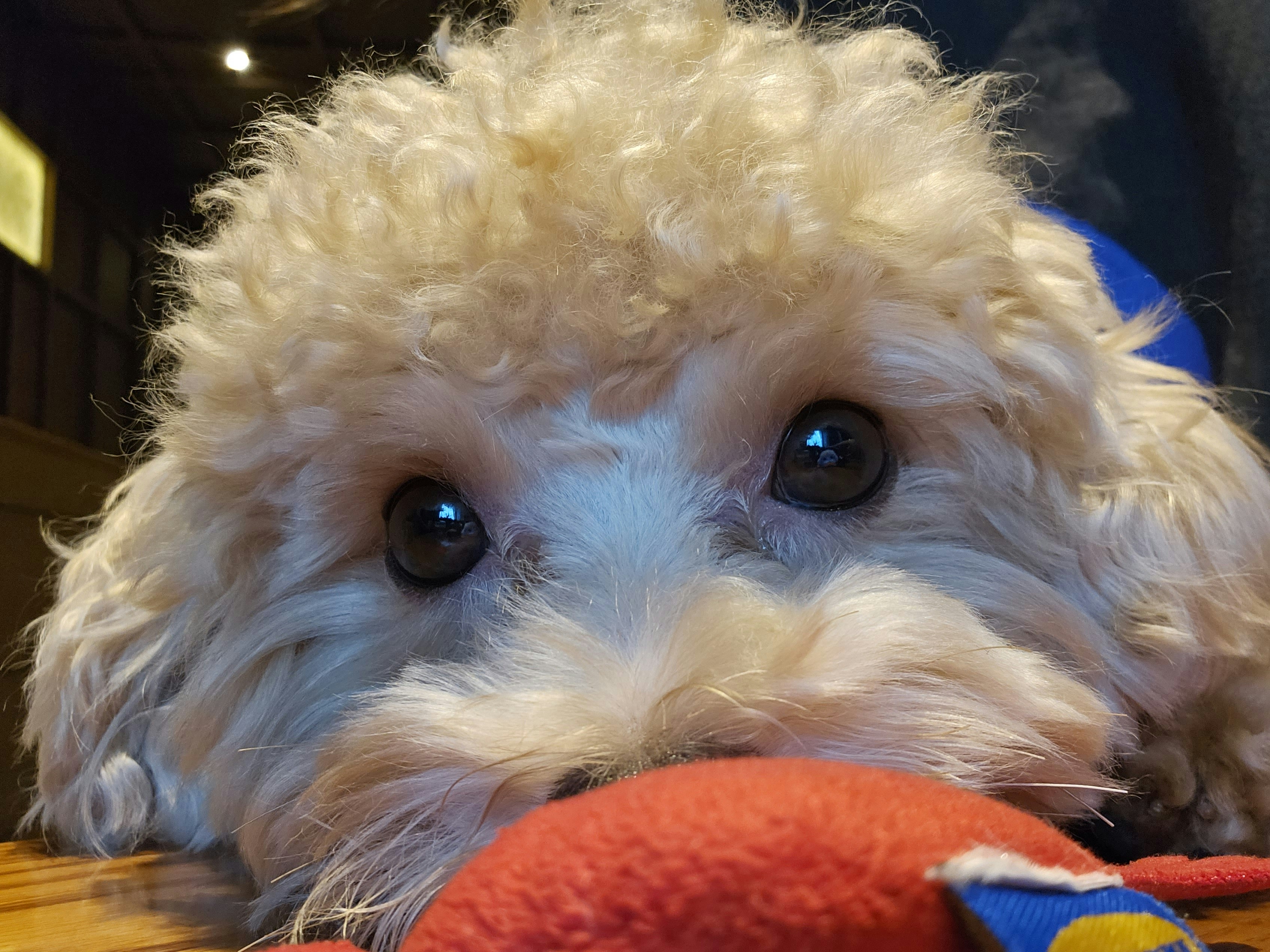 A fluffy white dog gazes into the camera with wide dark eyes, resting its nose on a red toy under warm indoor lighting. This candid portrait emphasizes the expressive face and texture of the fur.