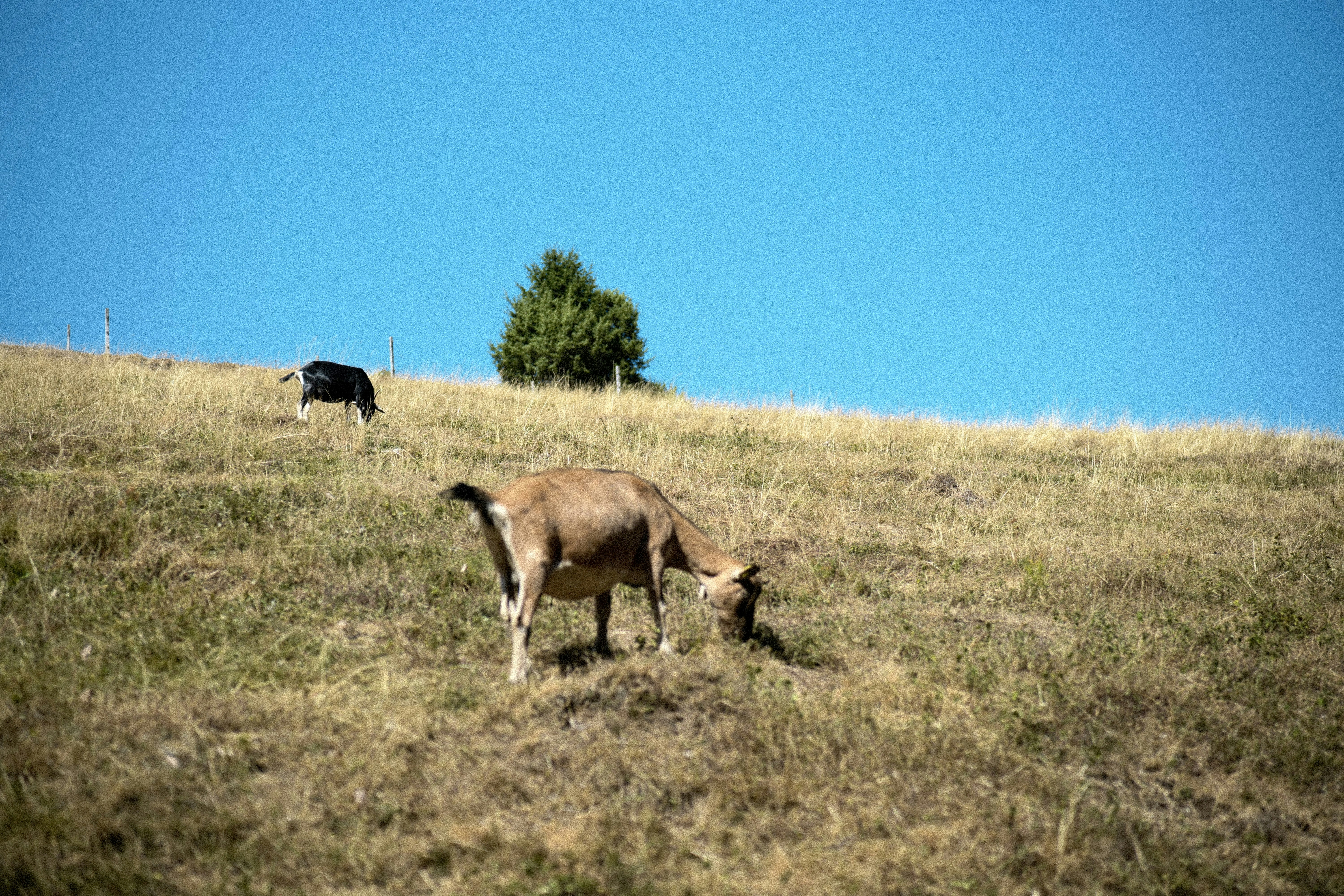Pasture Pair: A Brown Cow and a Dark Companion on a Hazy Hill
