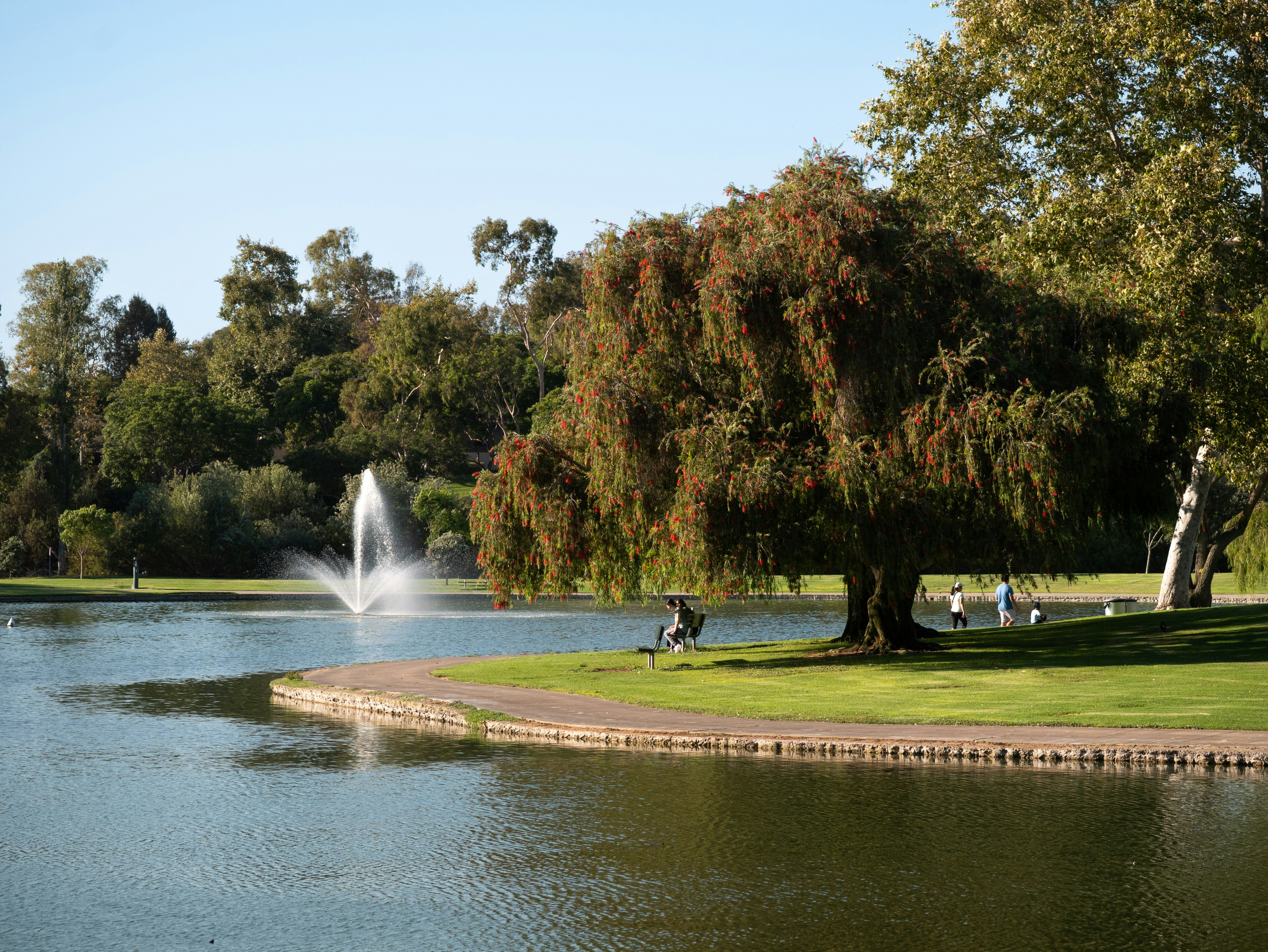 Pond Vista: A Dappled Shade Under the Park Tree