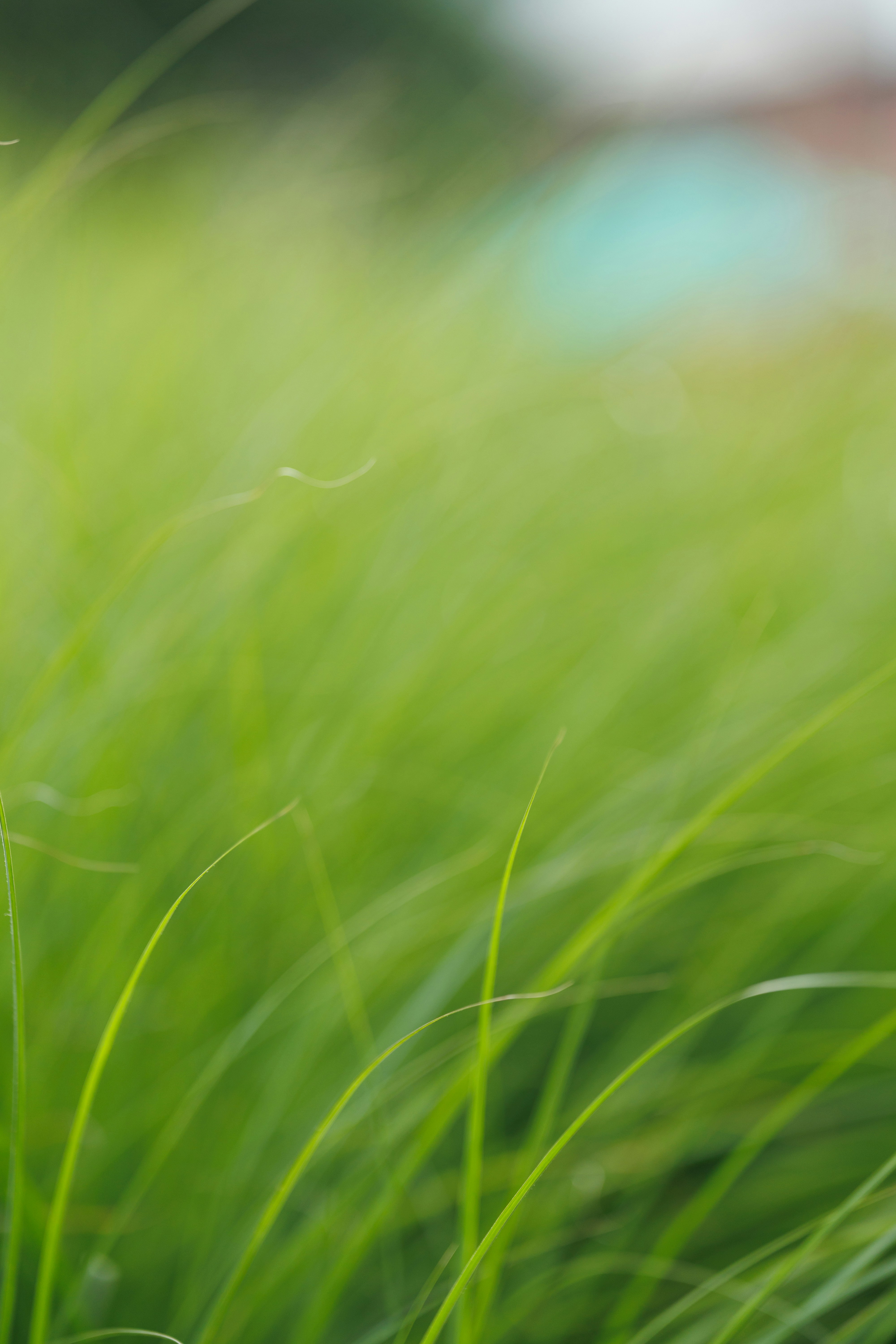 With Grass in Focus: a Blur of Meadow Motion