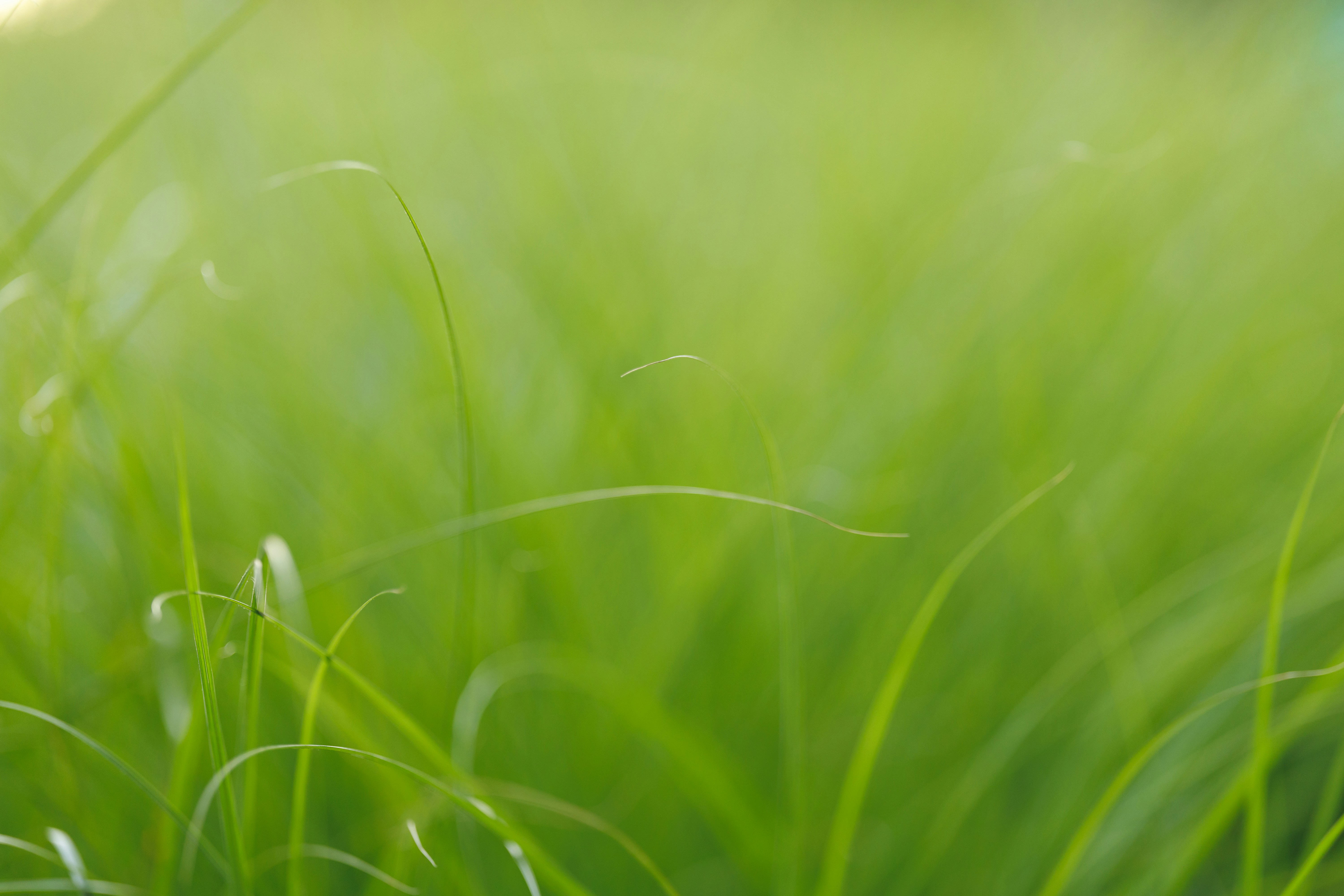 Soft Meadow Bloom—An Abstract Burst of Green