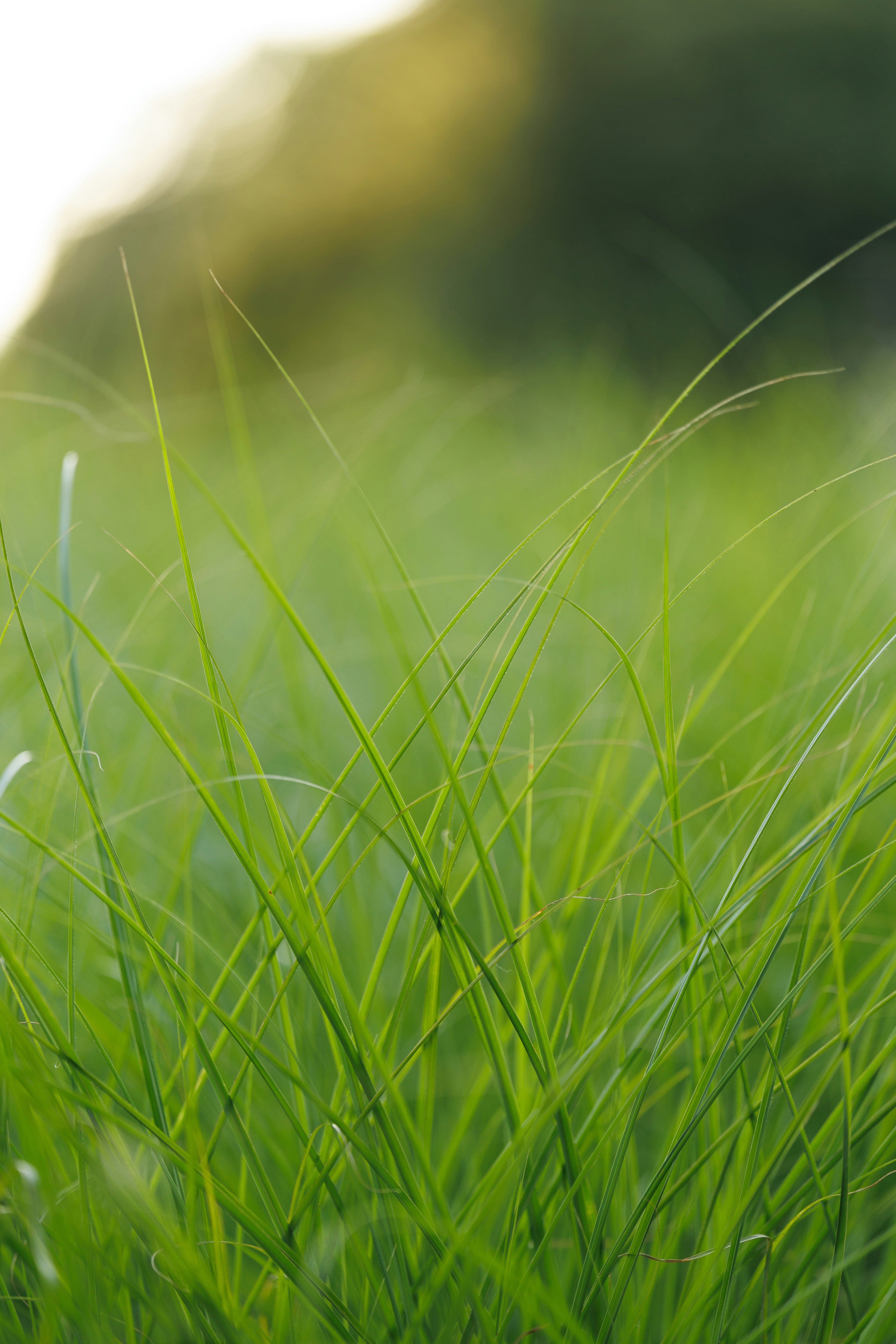 Sunlit Green Tangles: Grass in Focus
