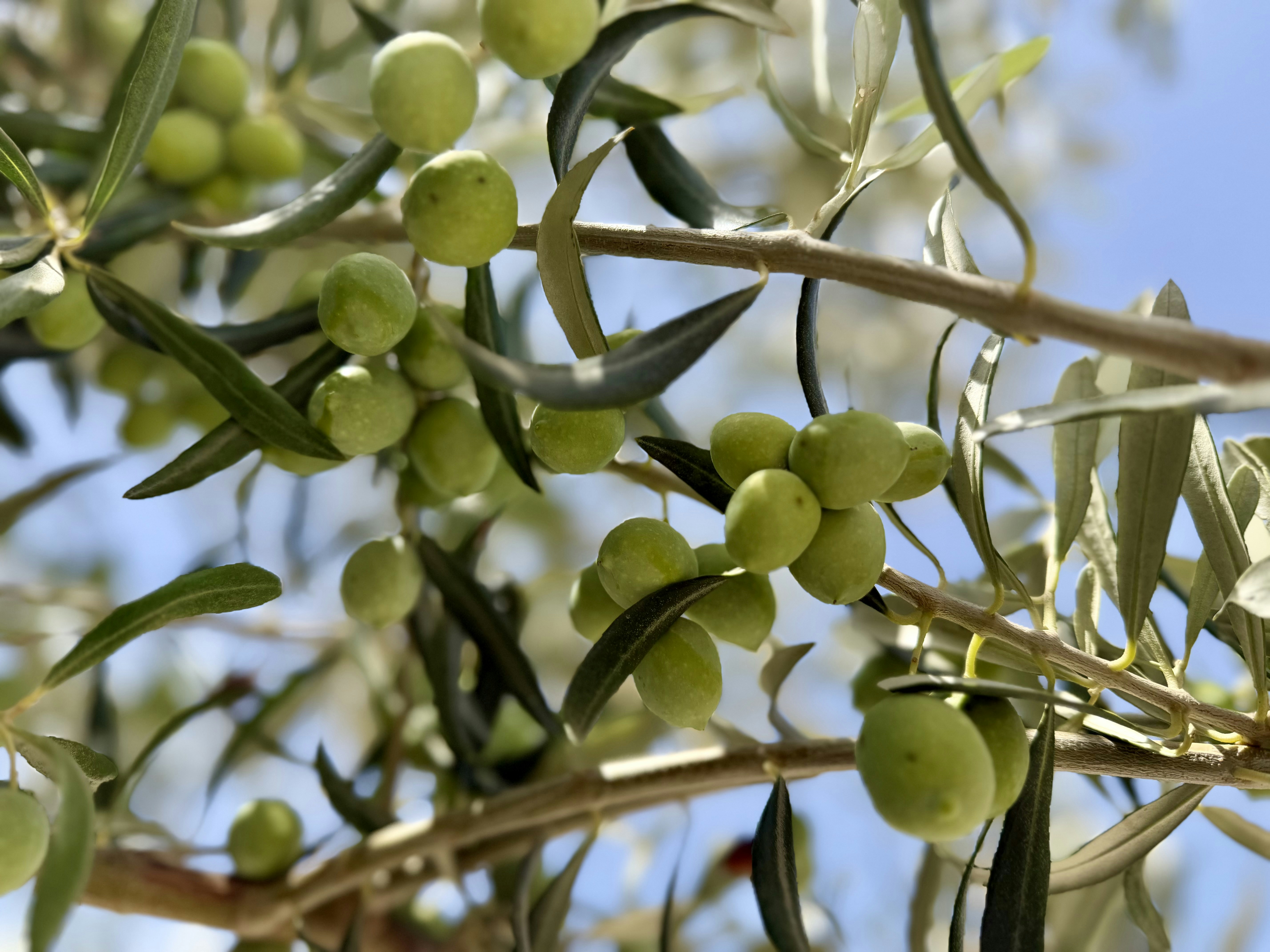Olive Branches in Sunlit Blue