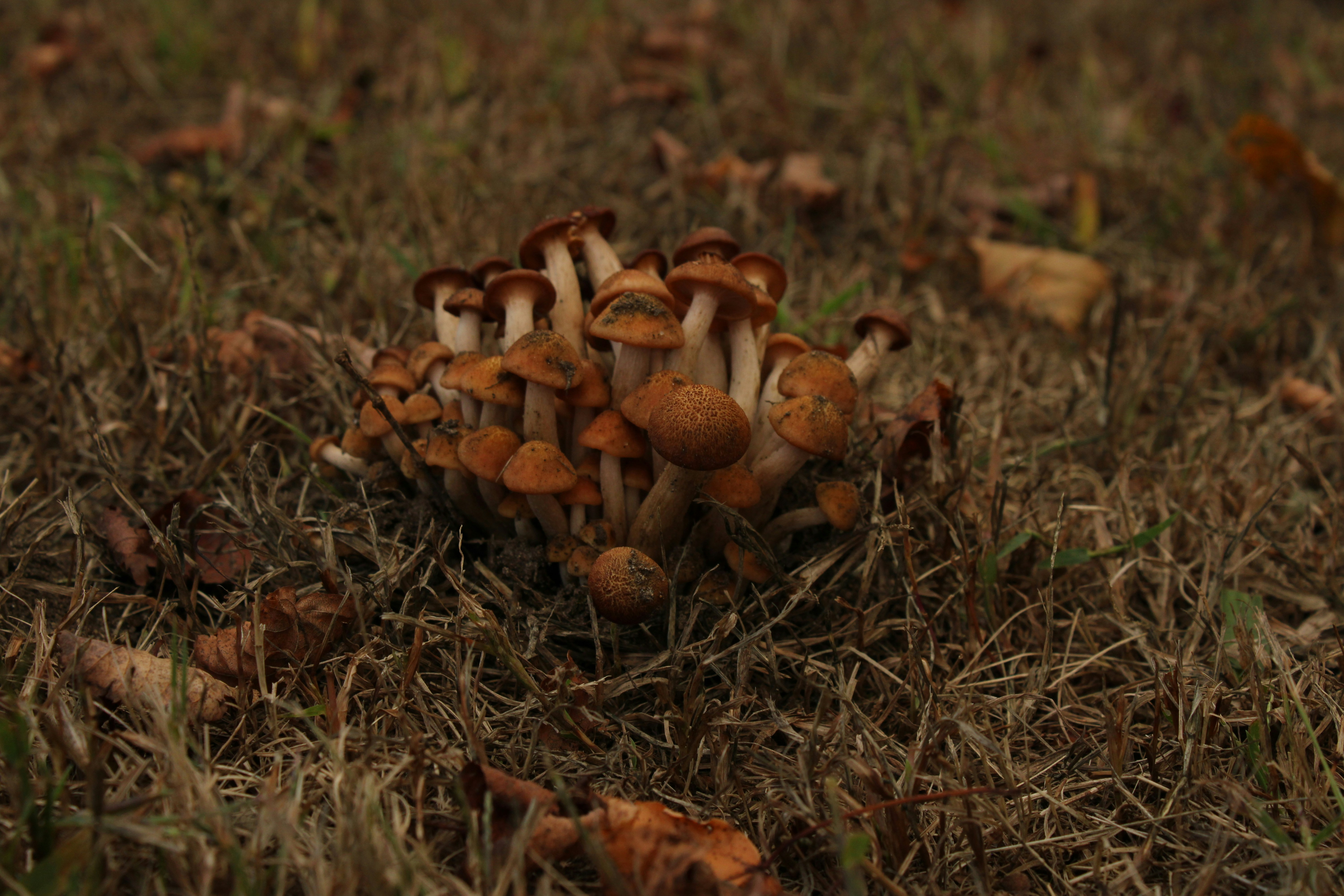 Mushroom Choir at Twilight: A Dense Cluster in Autumn Grass