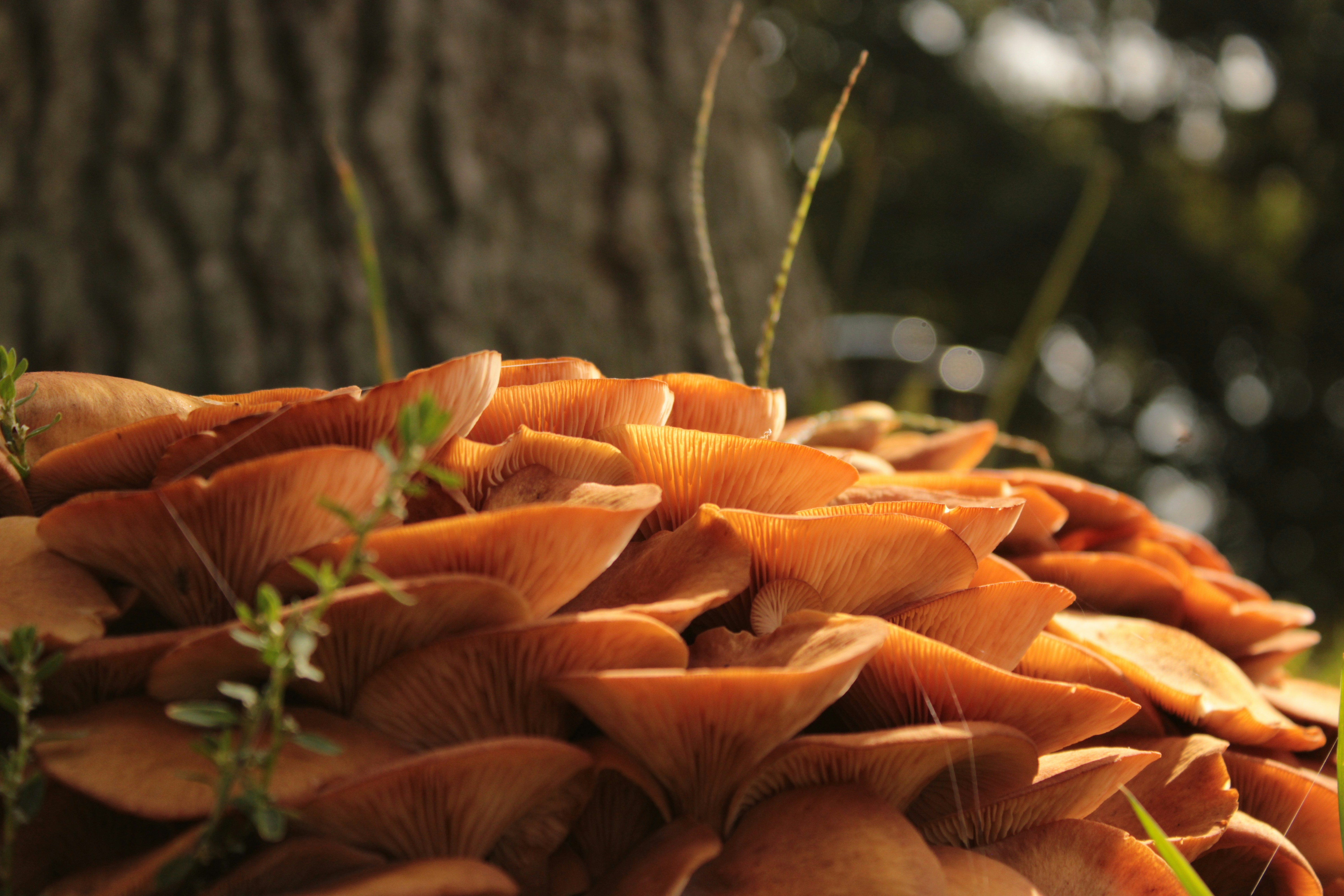 Mushroom Choir: Orange Fungi Fringed by Forest Light