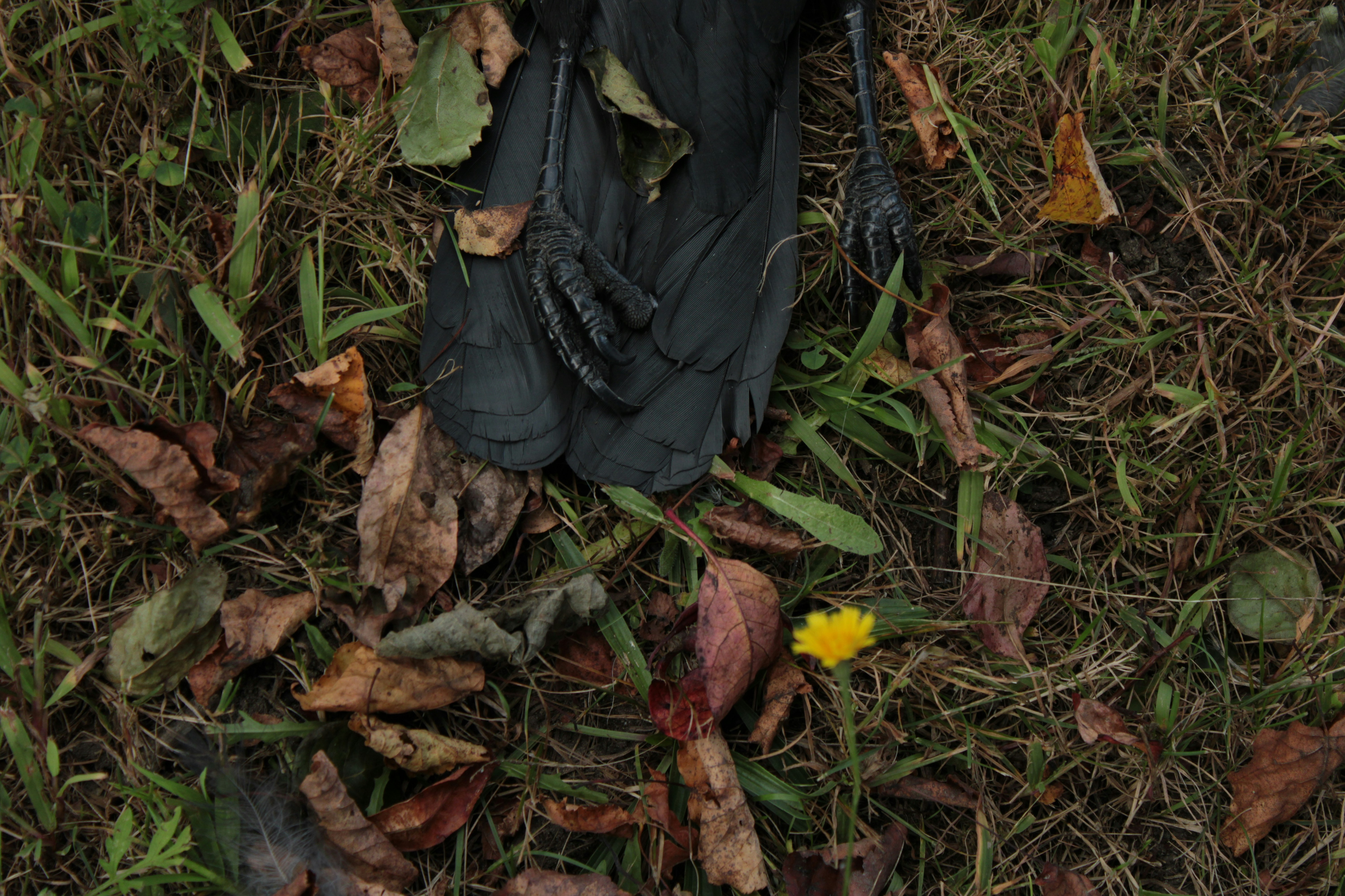 A Quiet Fall: Ground, Leaves, and a Lone Yellow Blossom