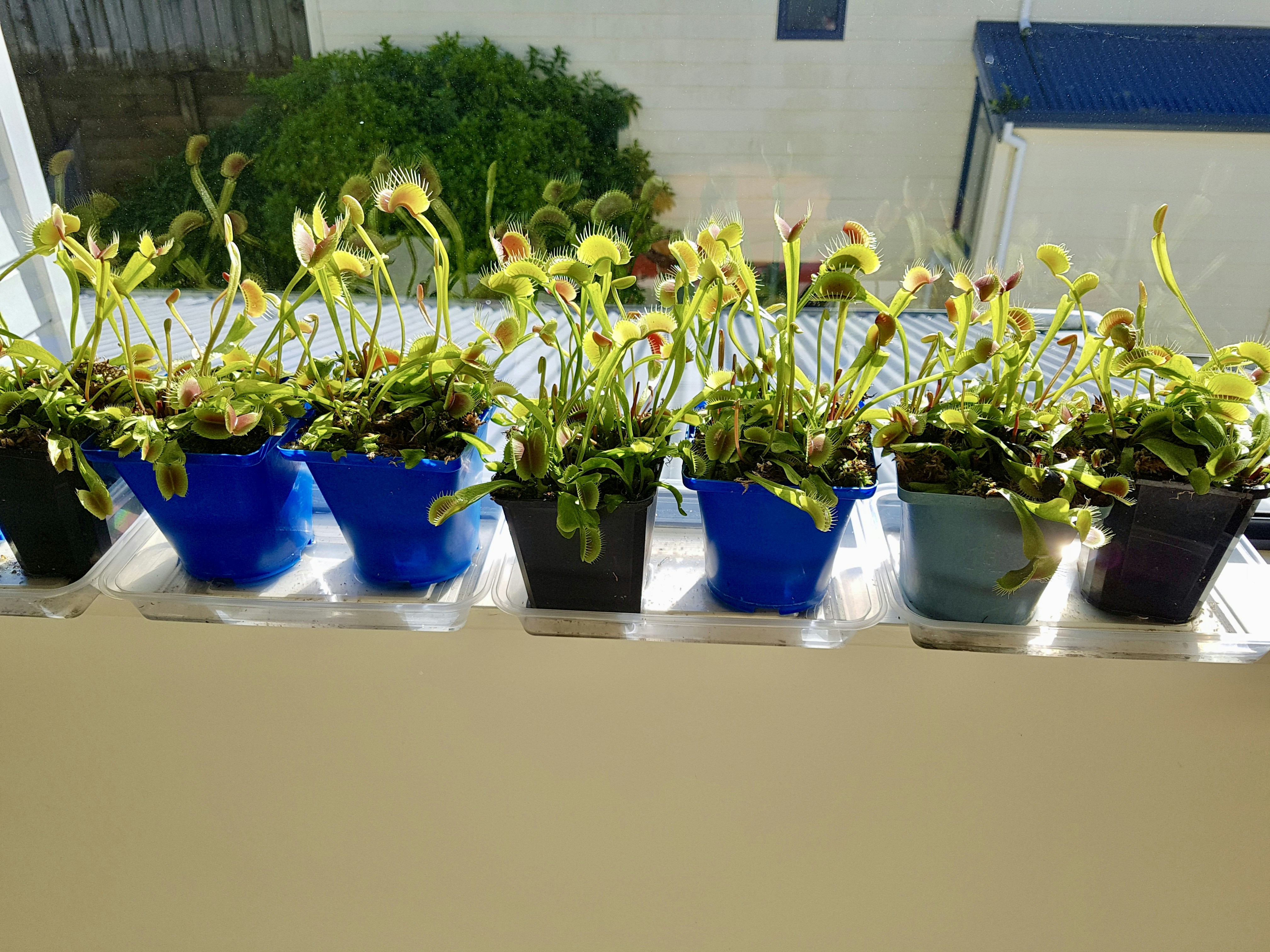 Crowded row of Venus flytraps in colorful pots on a balcony railing bathed in strong sunlight; focus on the bright green traps and their reddish mouths against a blurred urban background.