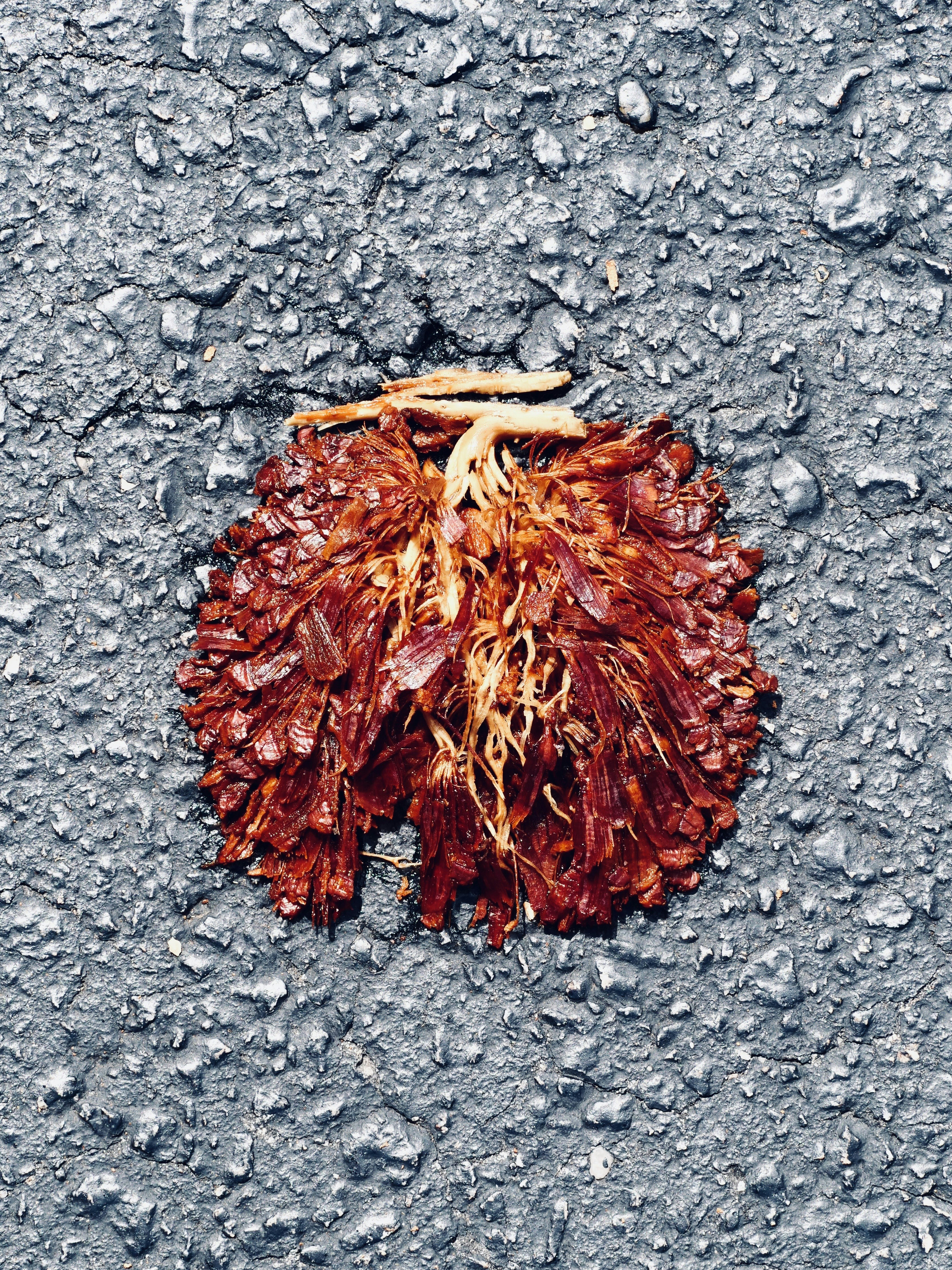 Crimson Seed: A Dried Leaf's Quiet Echo on Asphalt