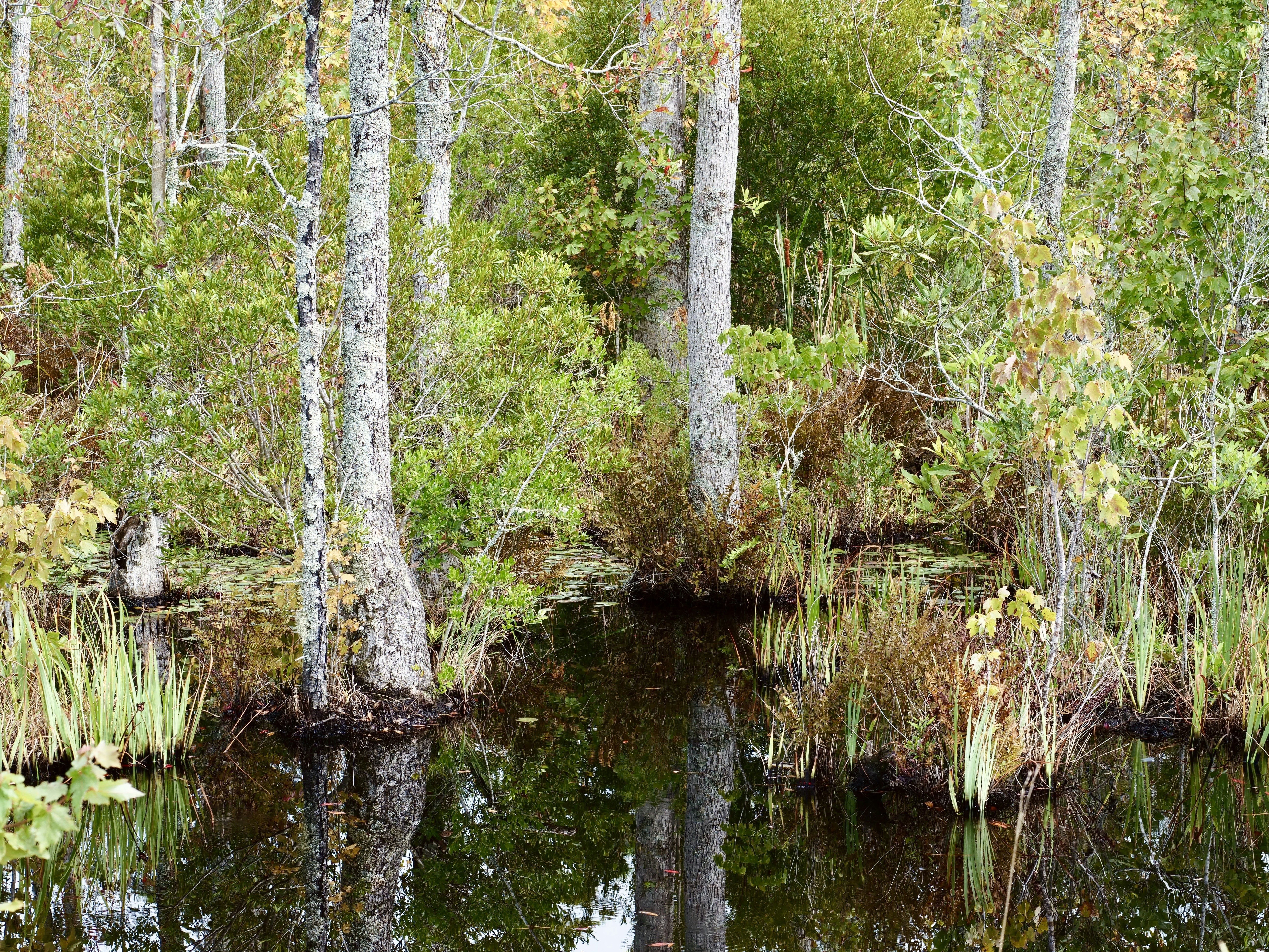 Mirror of Quiet Canopy: Swamp Reflections in Dappled Light