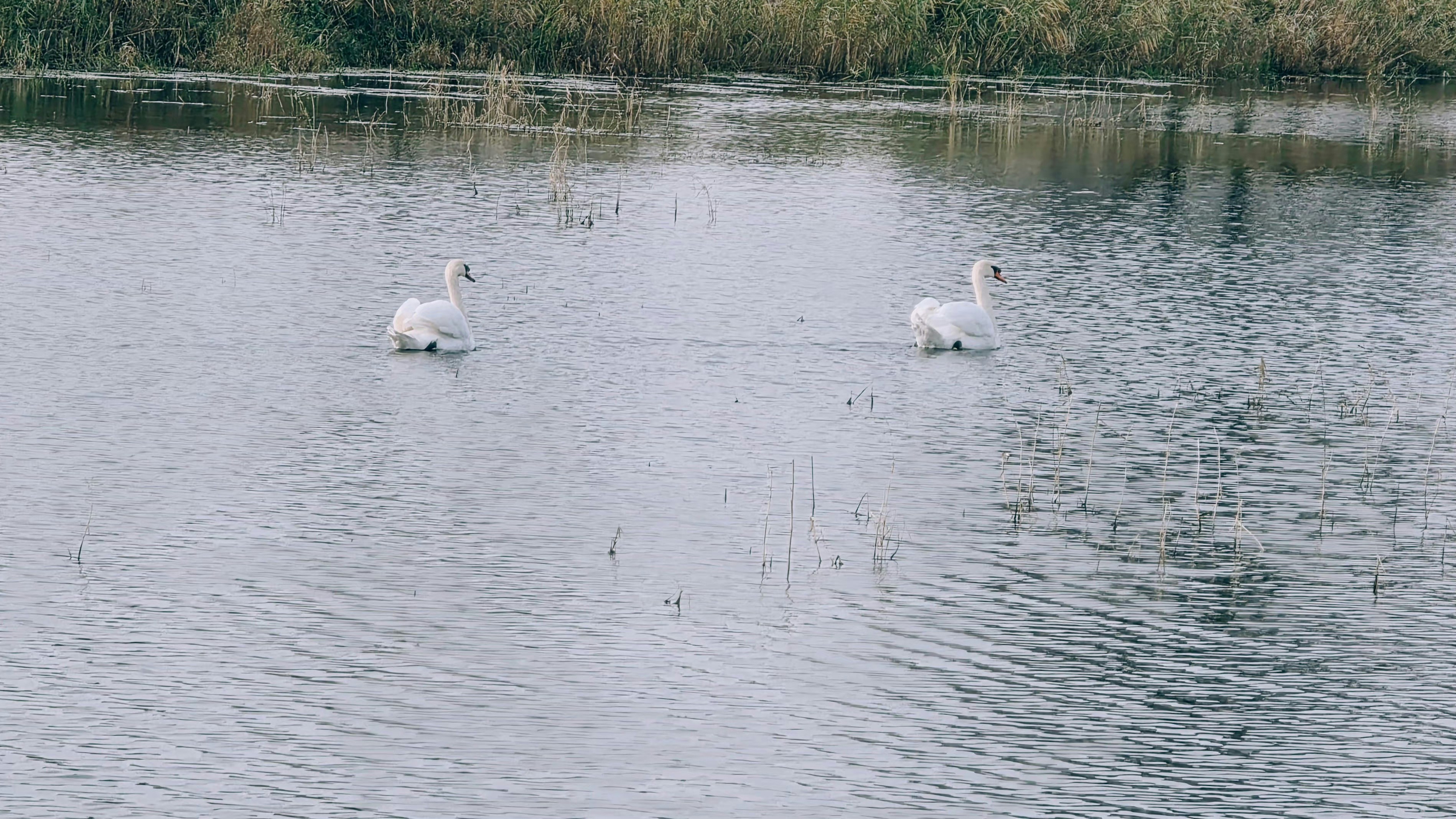 Two Swans on Quiet Water: Subtle Ripples and Reflections
